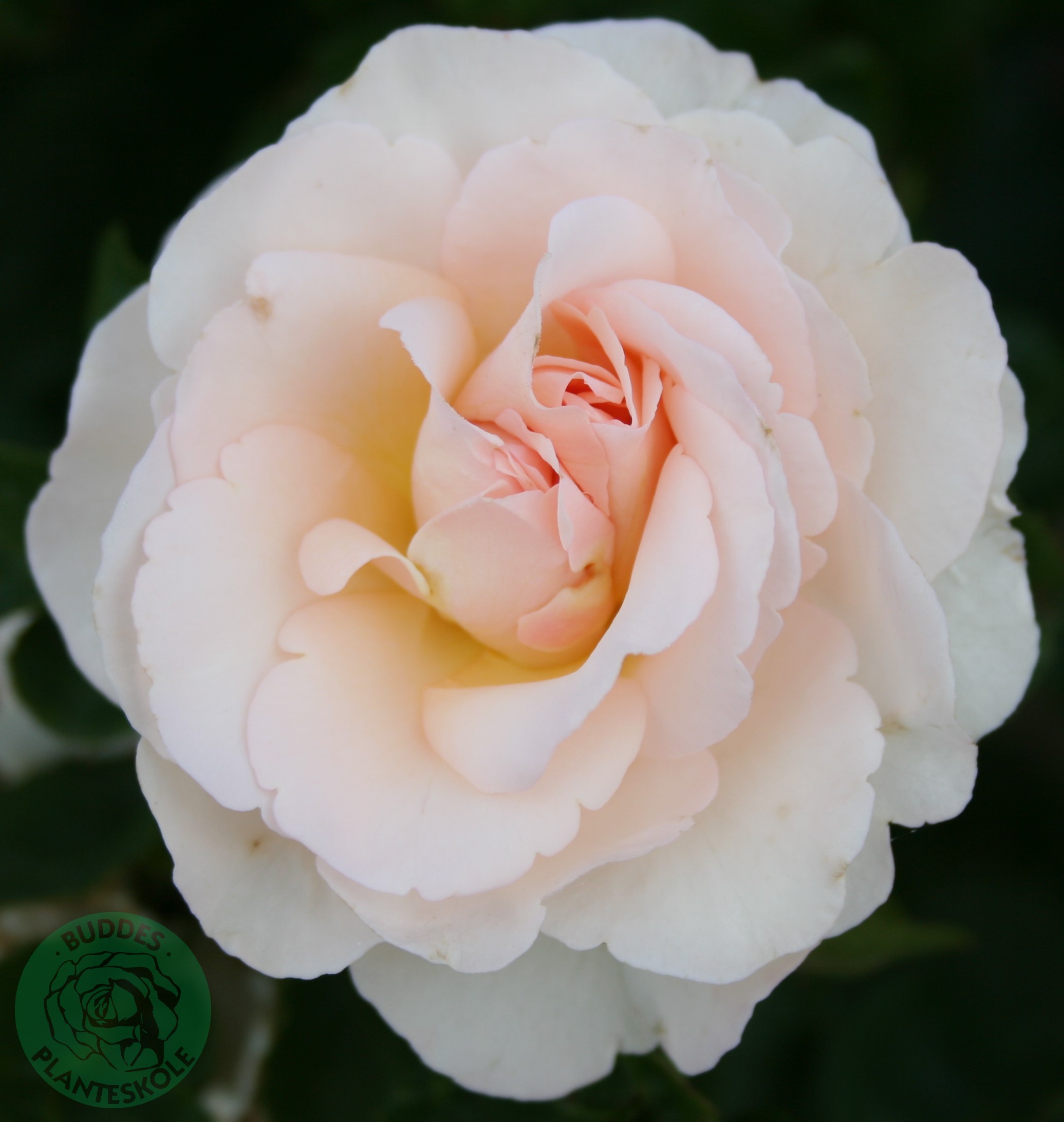 Renaissance rose Rosa 'Anna Ancher™' 4 liter potte | Plantorama