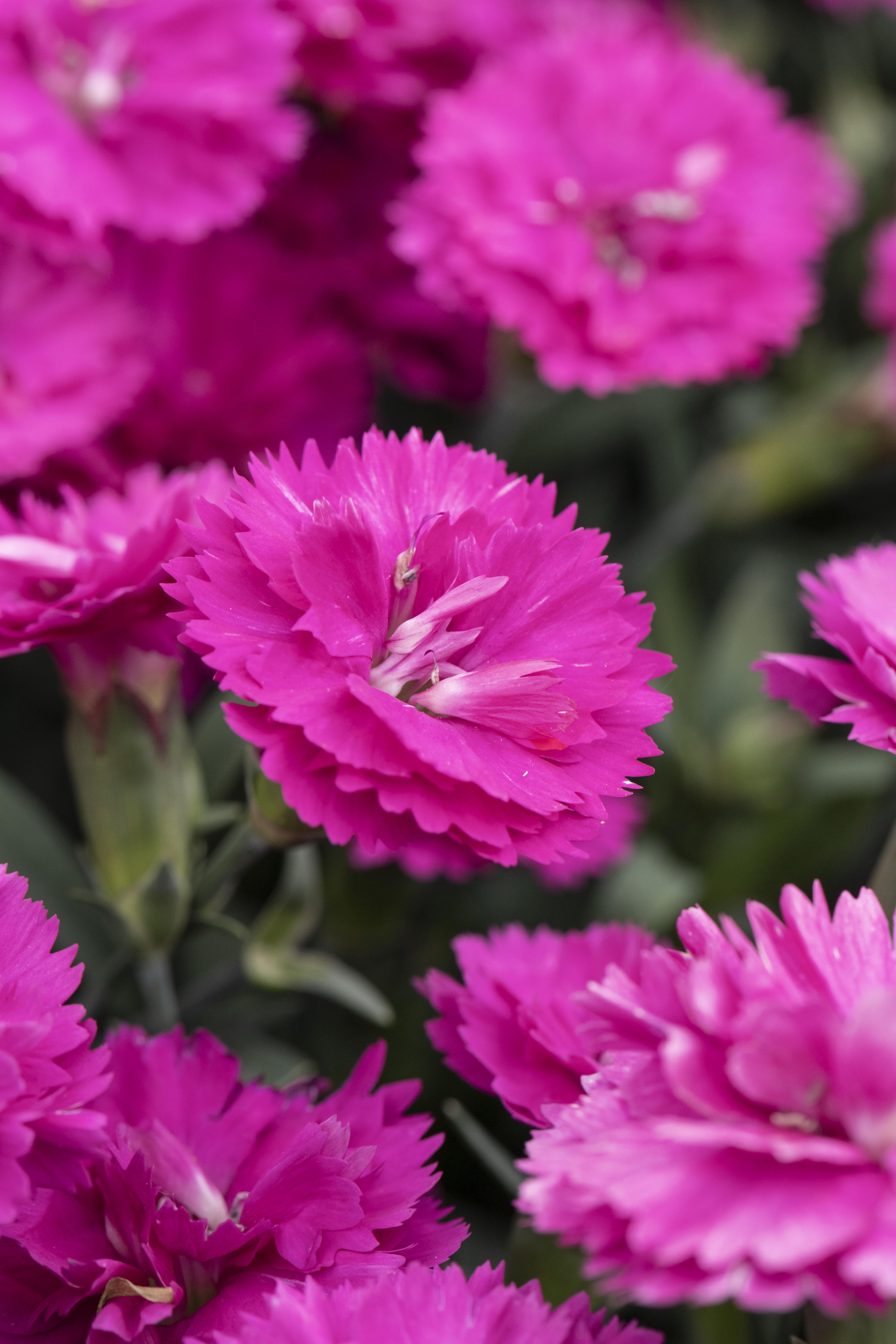 Nellike , Dianthus 'Sunflor Faganza', 11 cm potte | Plantorama