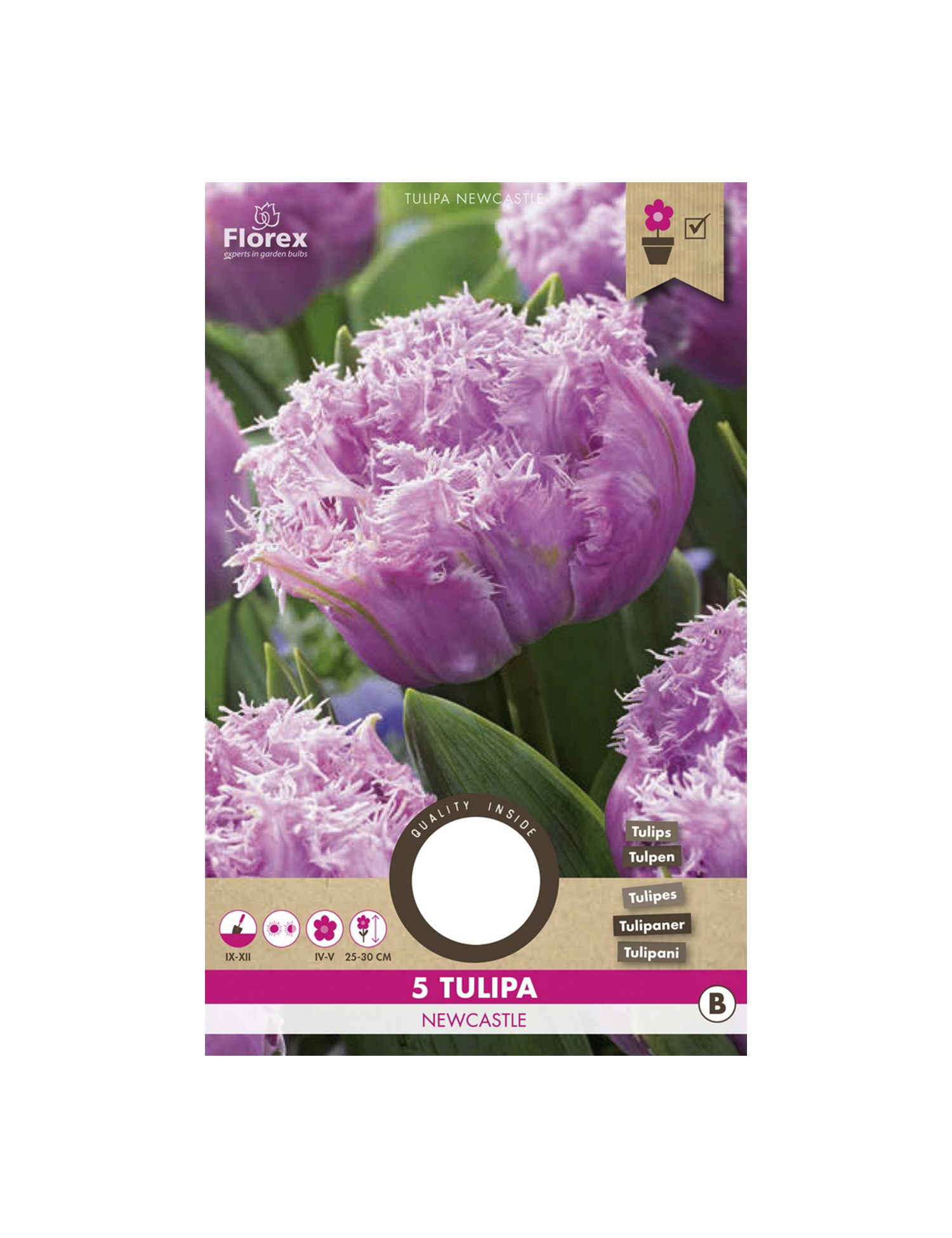 Tulipan løg , Tulip 'Newcastle'. Pakke med 5 løg | Plantorama