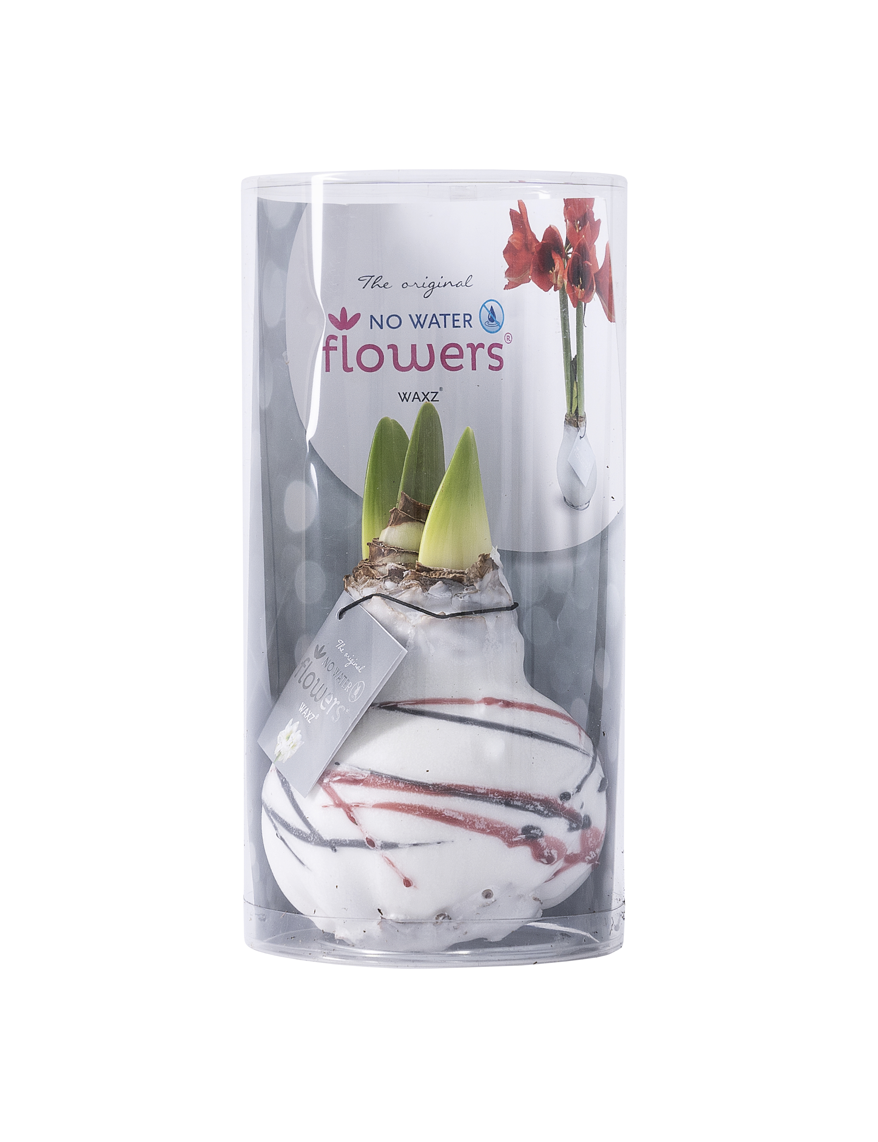 Voksamaryllis Hippeastrum hybrid 'Van Gogh' | Plantorama