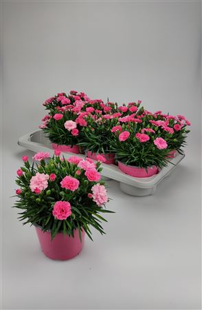 Nellike Dianthus hybrid 'Pink Star' Ø27 cm potte | Plantorama