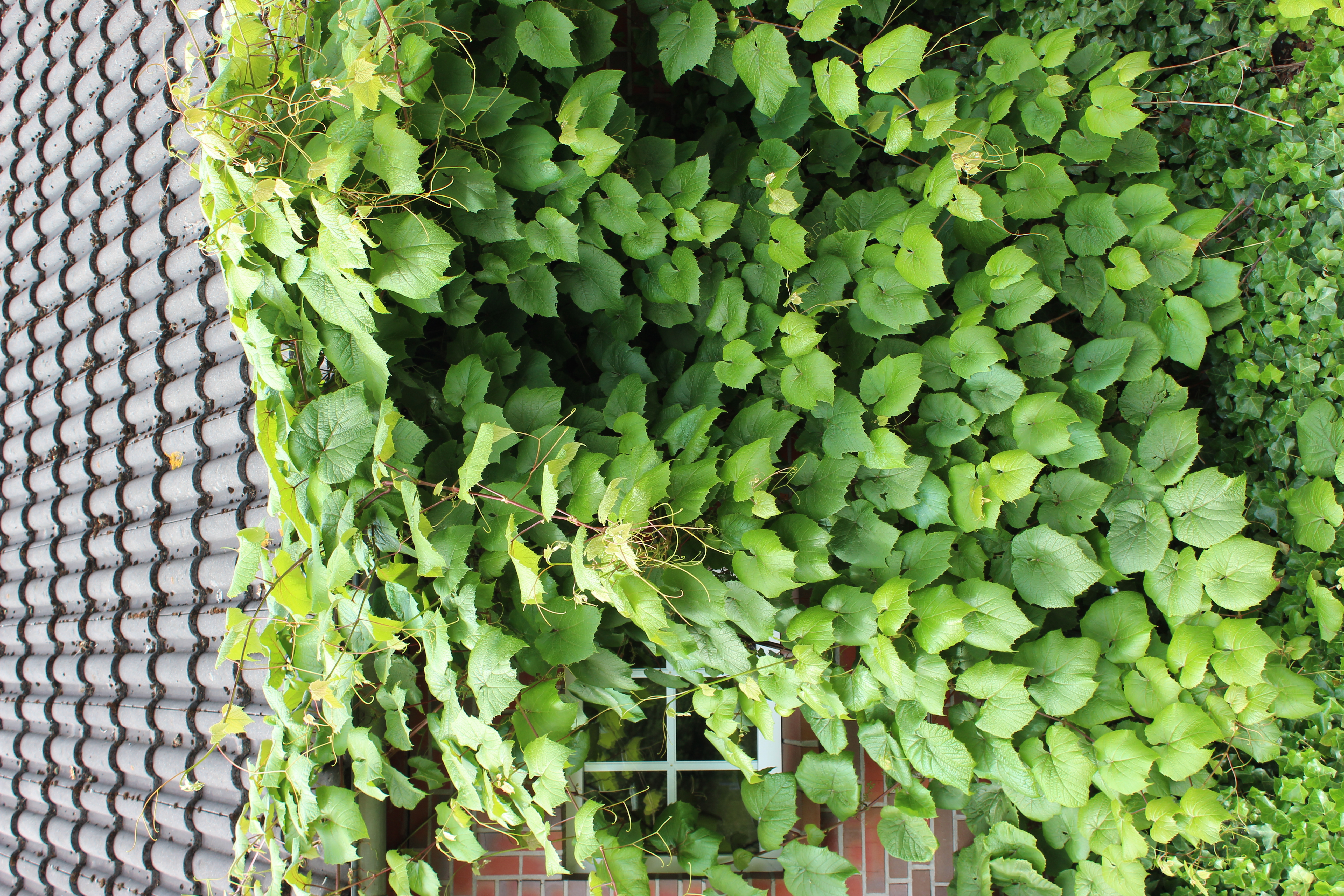 Japansk Vin, Vitis coignetiae, 2 liter potte, 60-100 cm | Plantorama