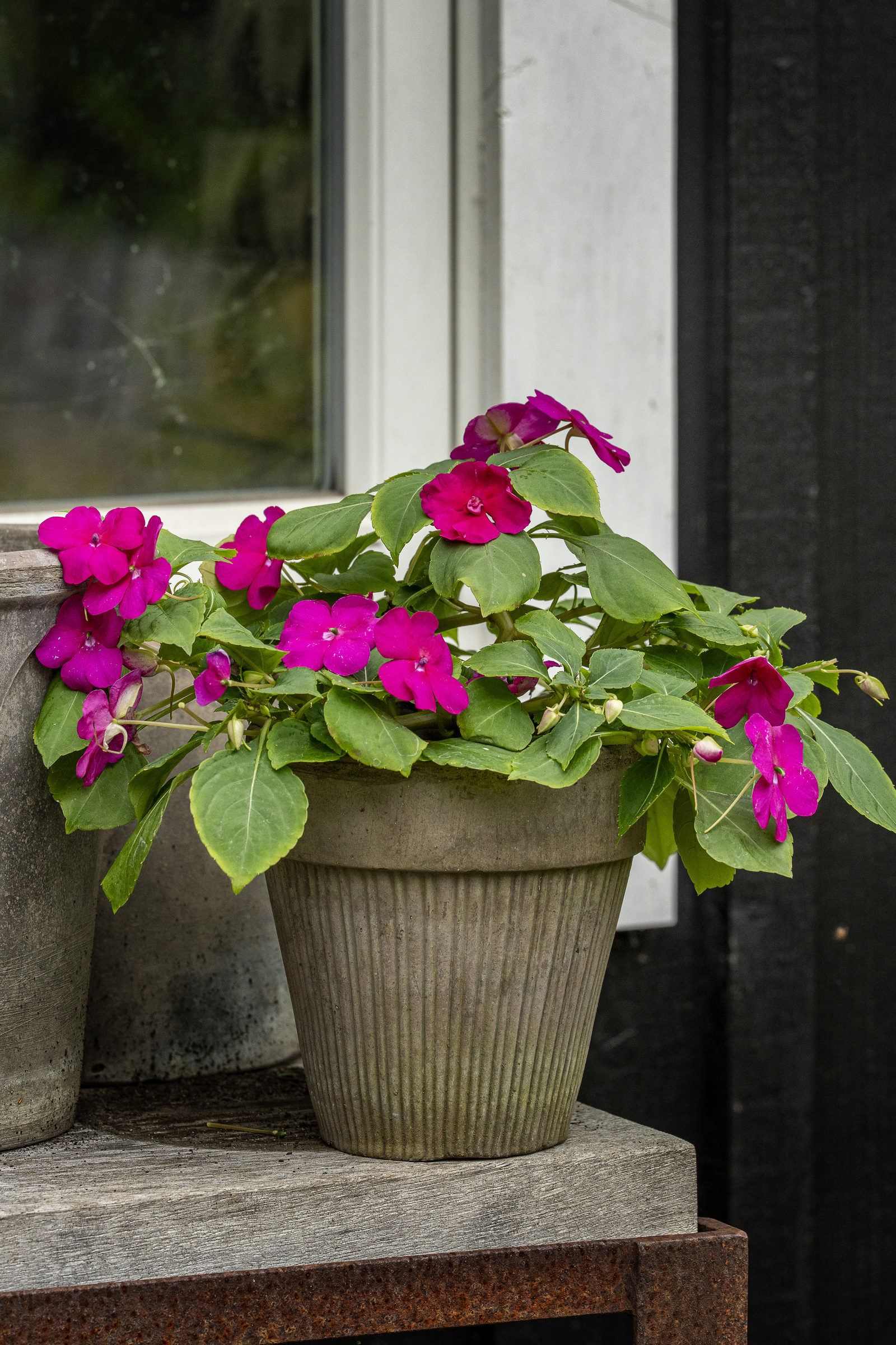 Flittiglise, Athena Bright Purple frø | Plantorama