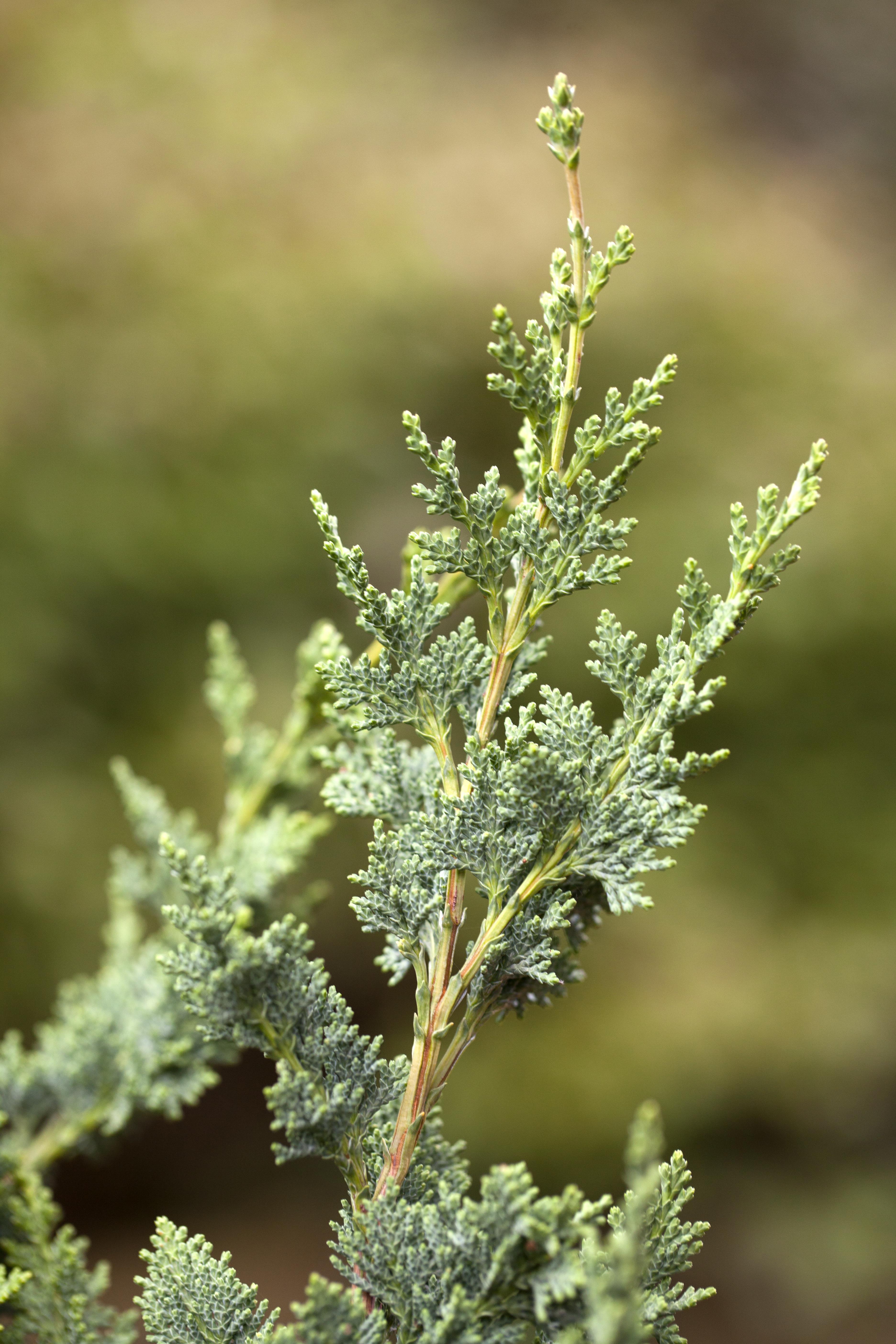 Cypres Chamaecyparis lawsoniana 'Wisselii' 3 liter potte | Plantorama
