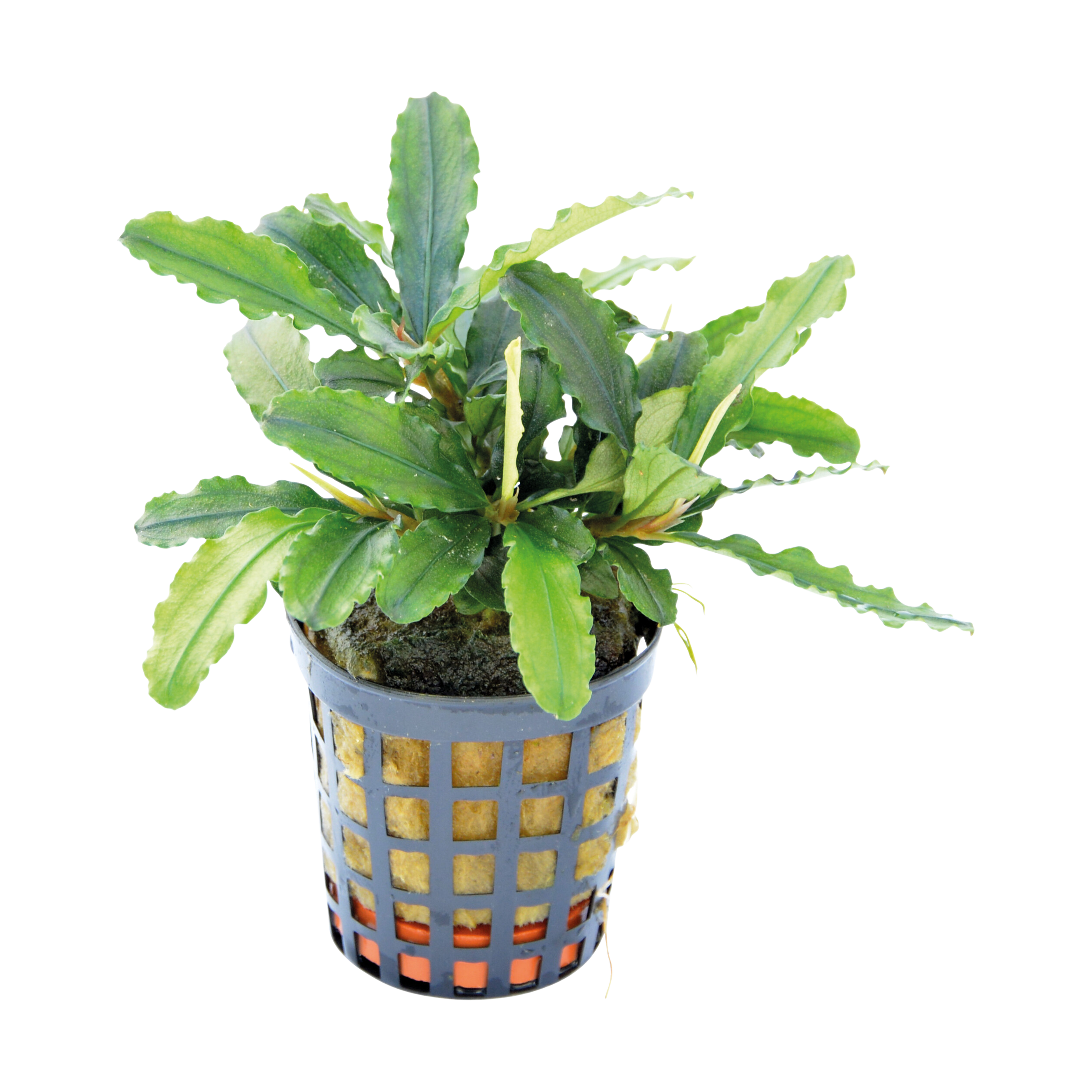 Bucephalandra Theia Green | Plantorama