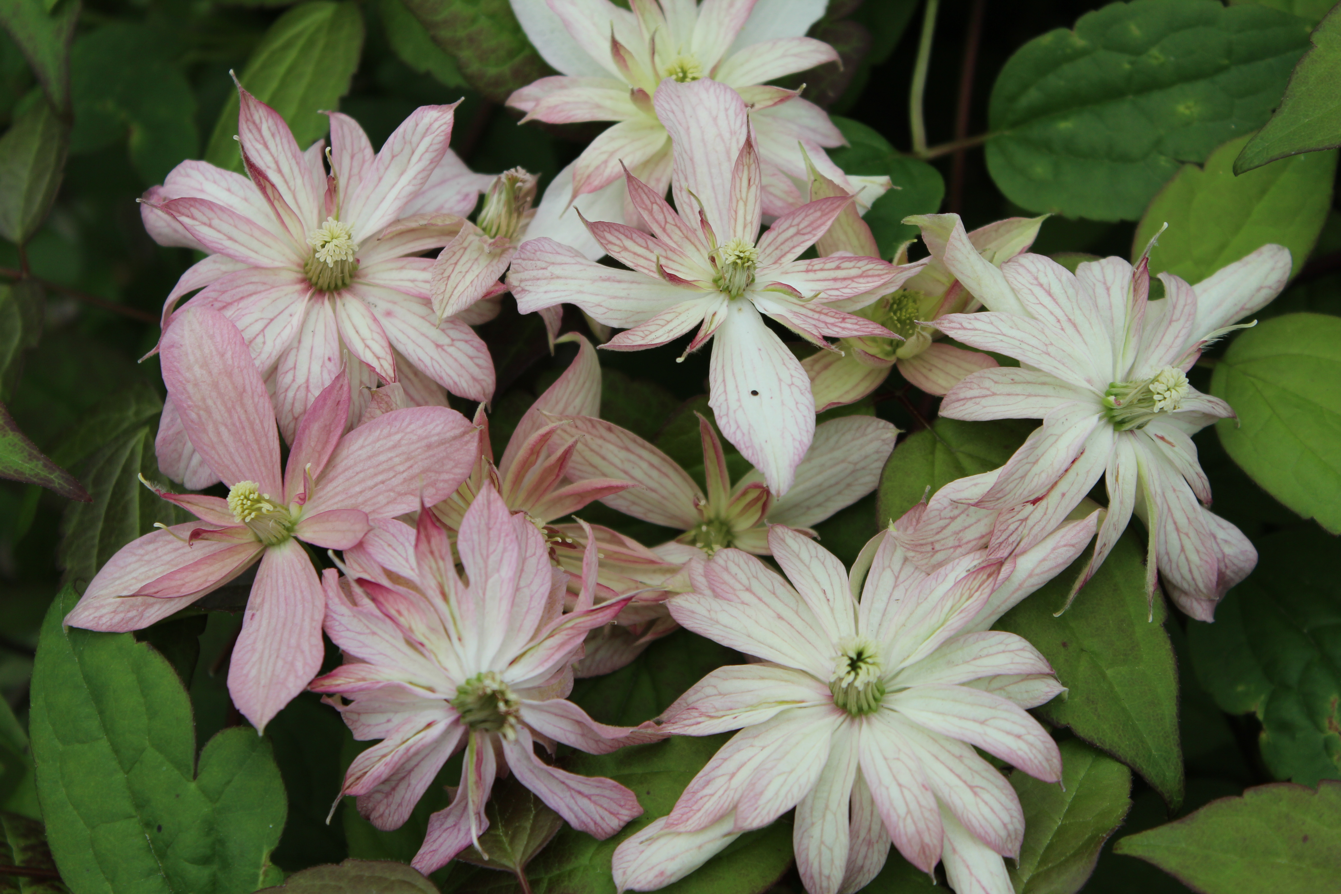 Klematis, Clematis montana 'Marjorie', 2 liter potte, 60-100 cm ...