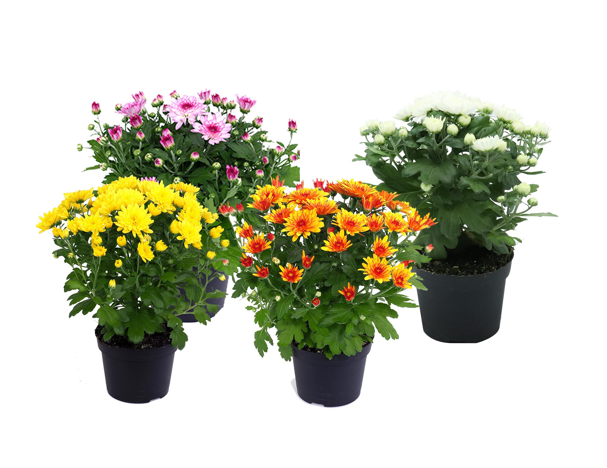 Krysantheum, Chrysanthemum hybrid 'Mystics Mums', Ø10,5 cm potte ...