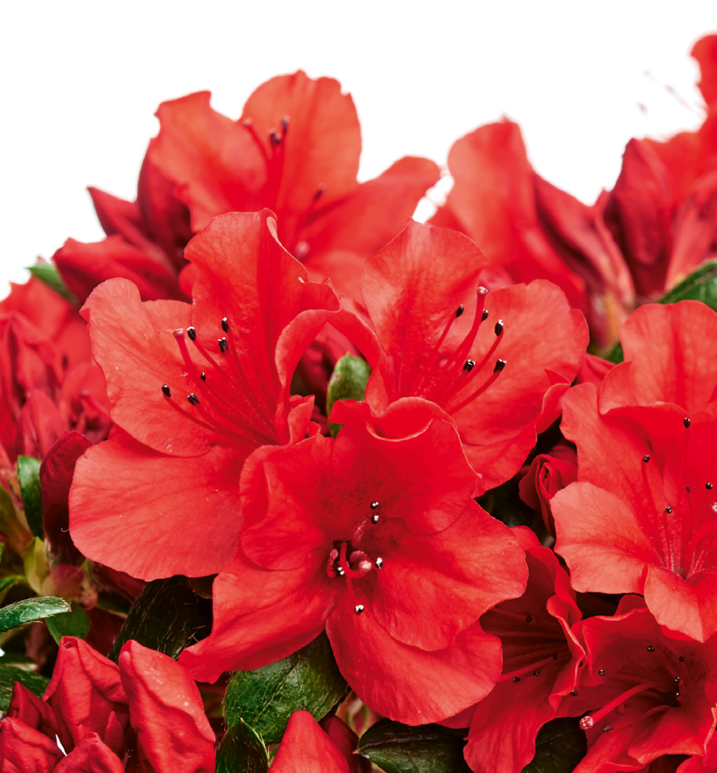 Japansk Azalea, Rhododendron japonicum 'Sandys Fire', 2 liter potte ...