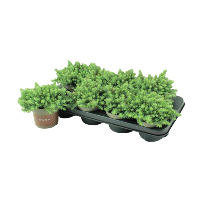 Stenurt Sedum sediforme 'Silver' Ø12 cm potte | Plantorama