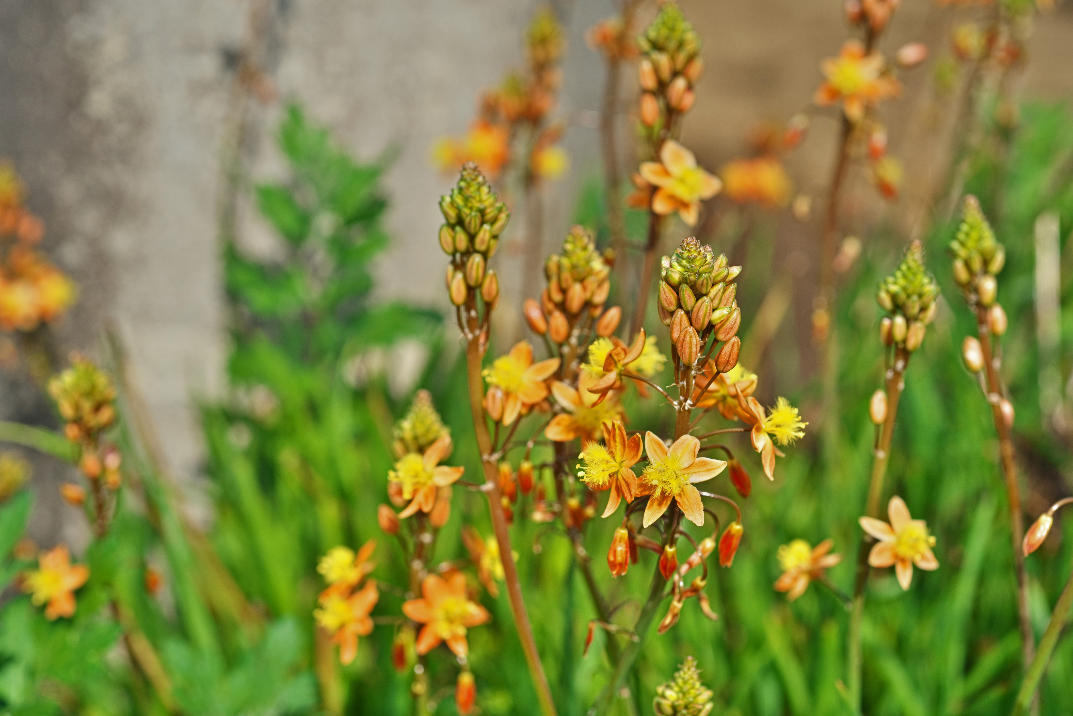 Kattehale, Bulbine frutescens, Ø21 cm potte | Plantorama