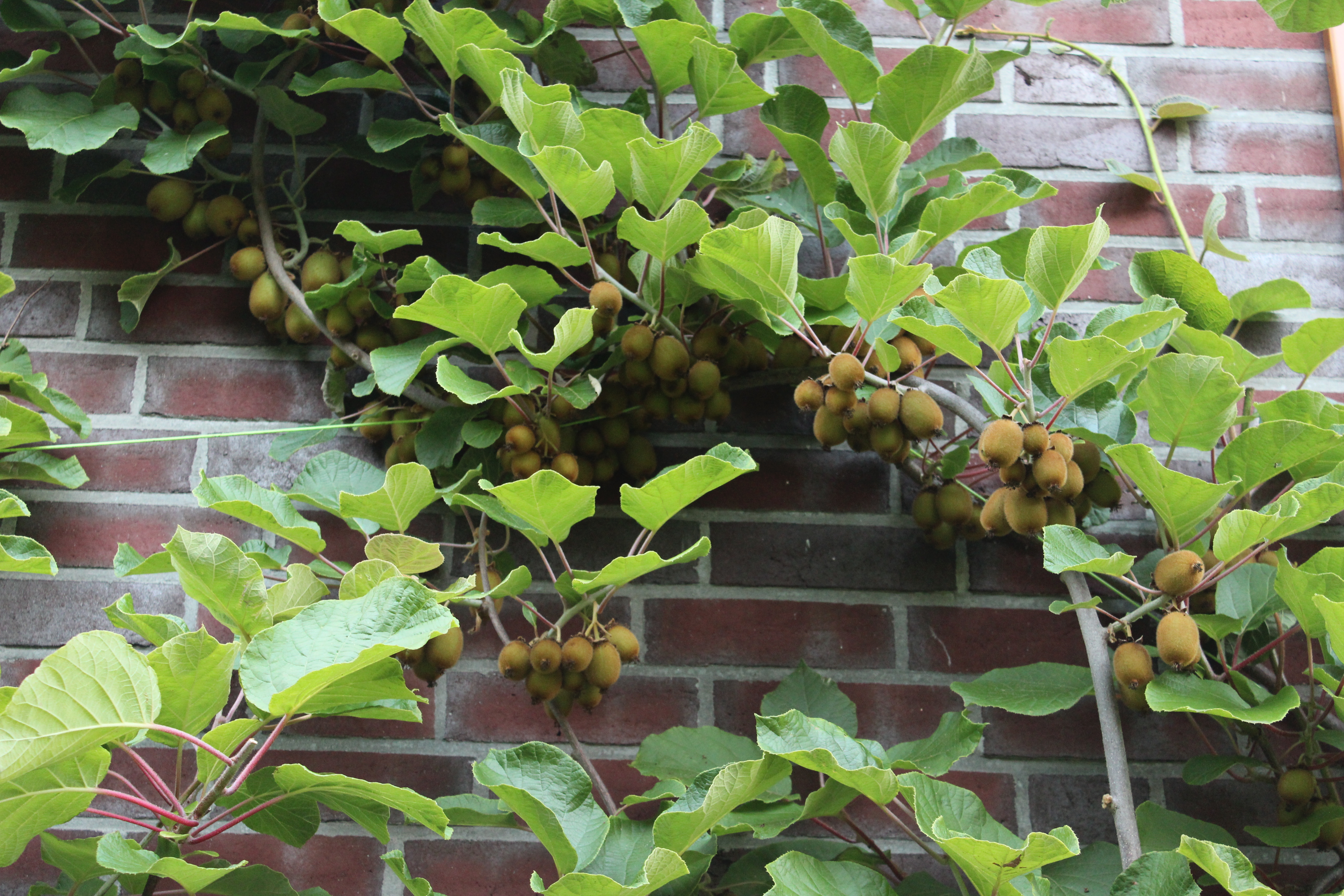 Kiwi, hun, Actinidia chinensis 'Hayward', 2 liter potte, 60-100 cm ...