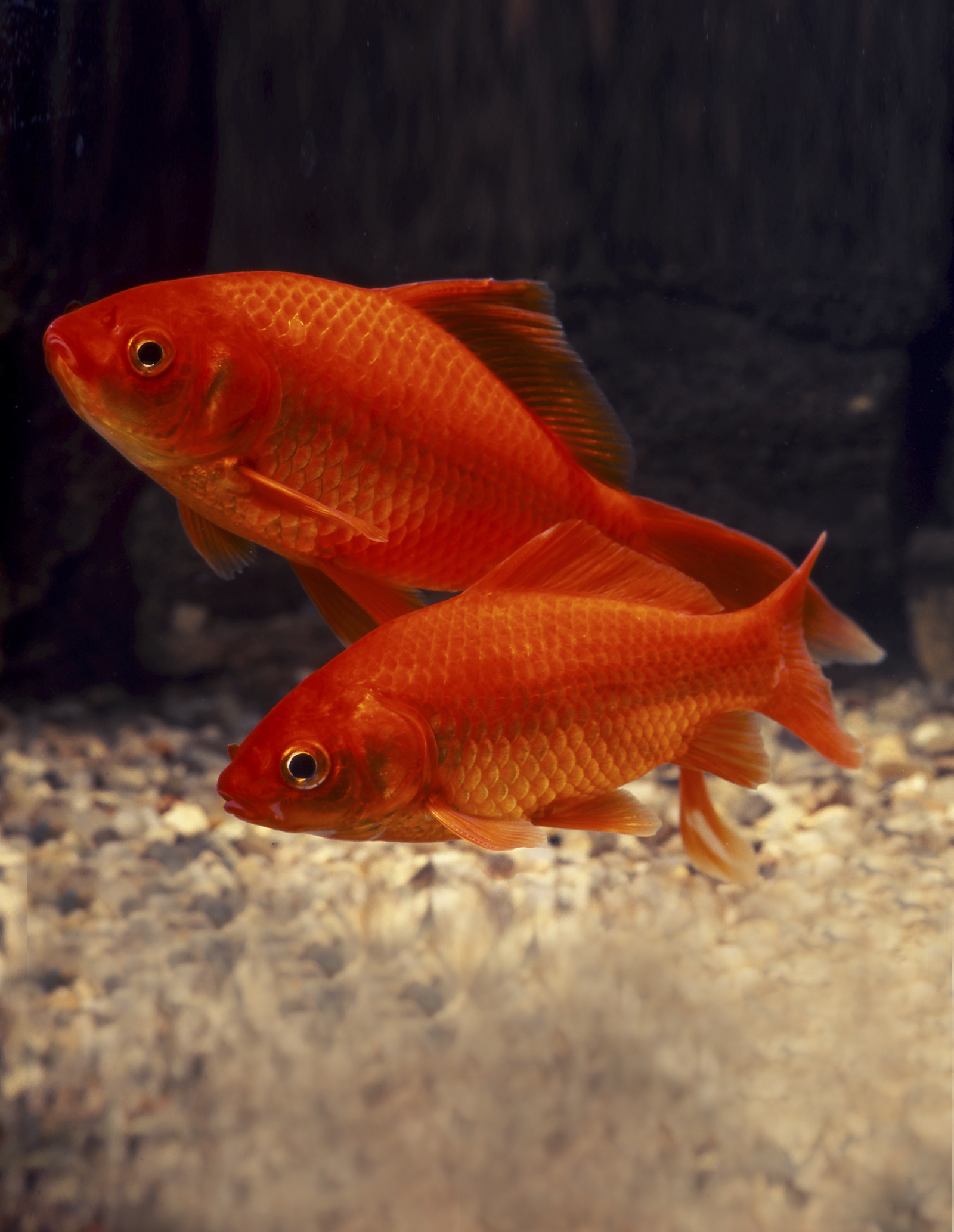 Guldfisk 15-18 cm | Plantorama