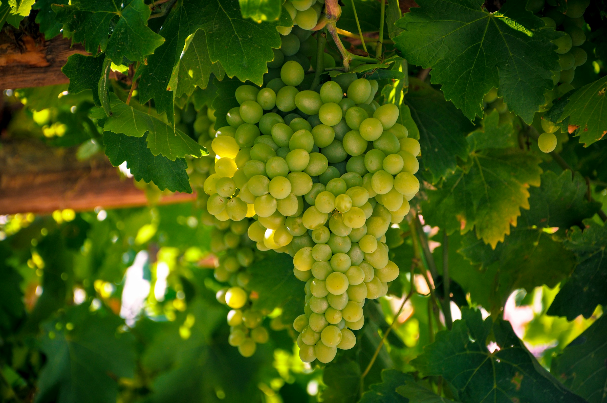Vindrue, Vitis 'Picurka', 3 liter potte, 80 - 100 cm | Plantorama