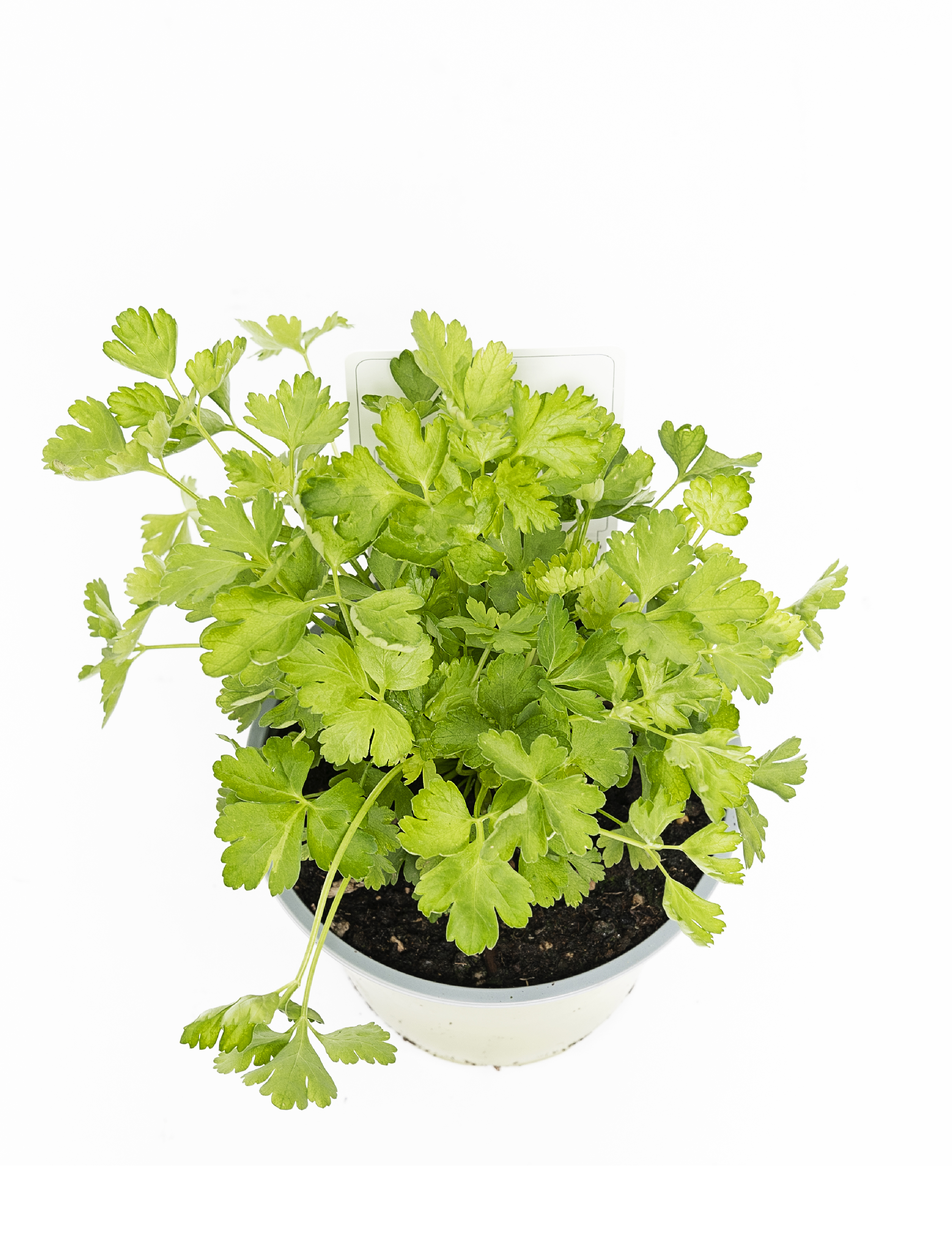 Glatbladet Persille, Petroselinum sativum, Ø14 cm potte | Plantorama
