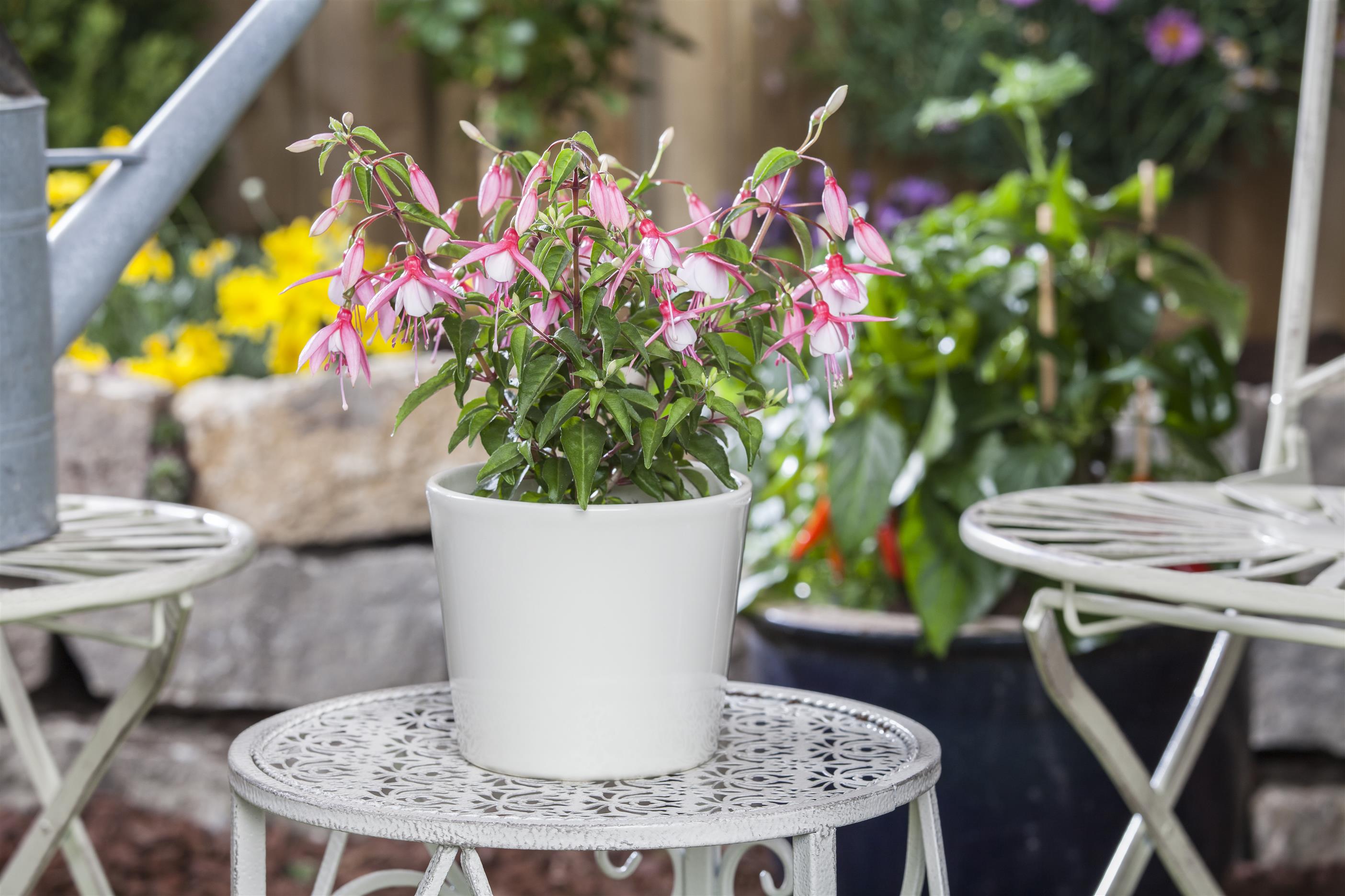 Kristi bloddråbe, assorterede sorter Fuchsia hybrid Ø19 cm potte ...