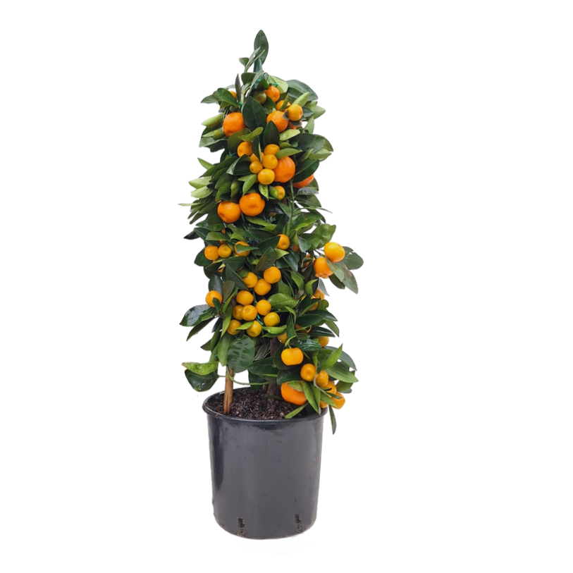 Mini mandarintræ, Citrus mitis 'Calamondin' , Ø22 cm potte | Plantorama