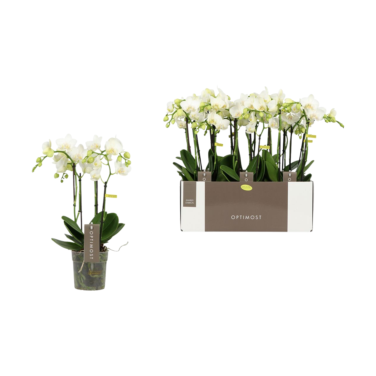 Orkidé Opti-flor Optimost Amabilis Starrion Phalaenopsis hybrid 4 grene ...