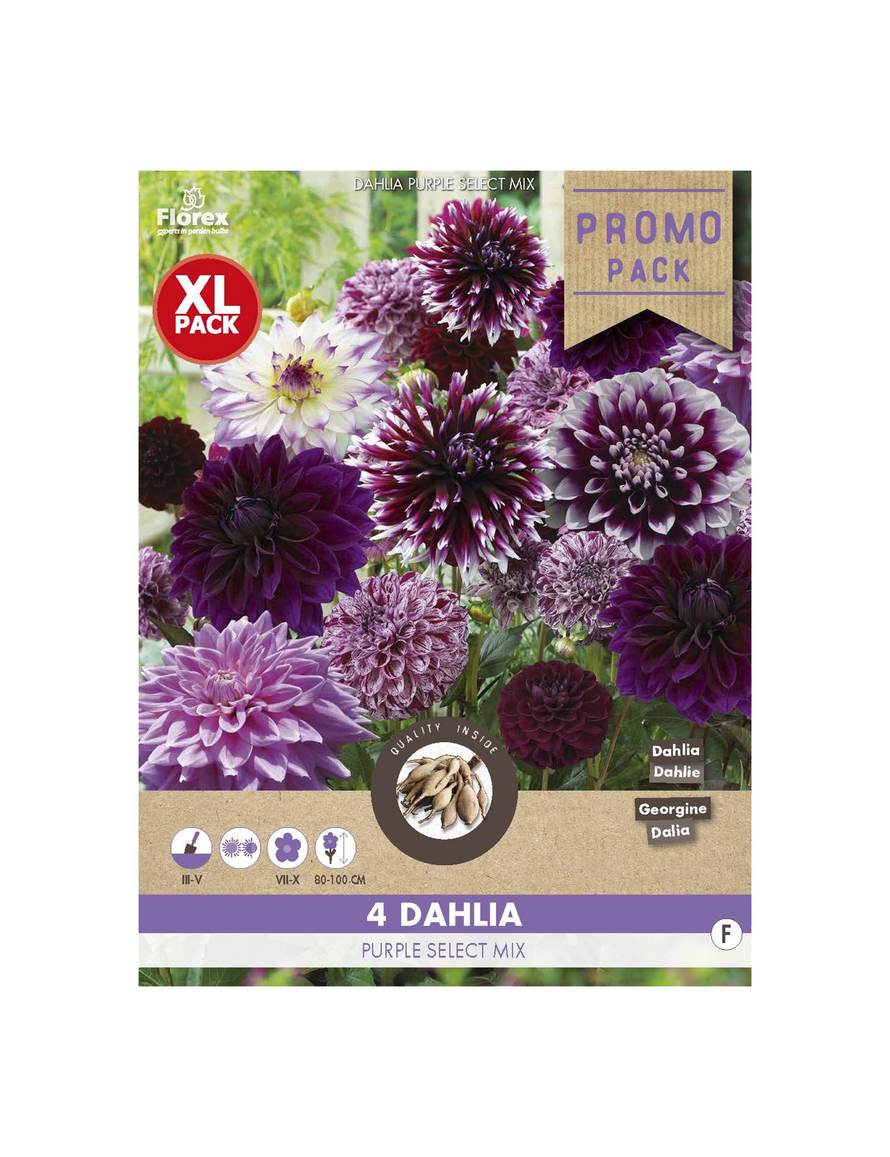 Georginer, Dahlia 'Purple' . Pakke med 4 knolde | Plantorama