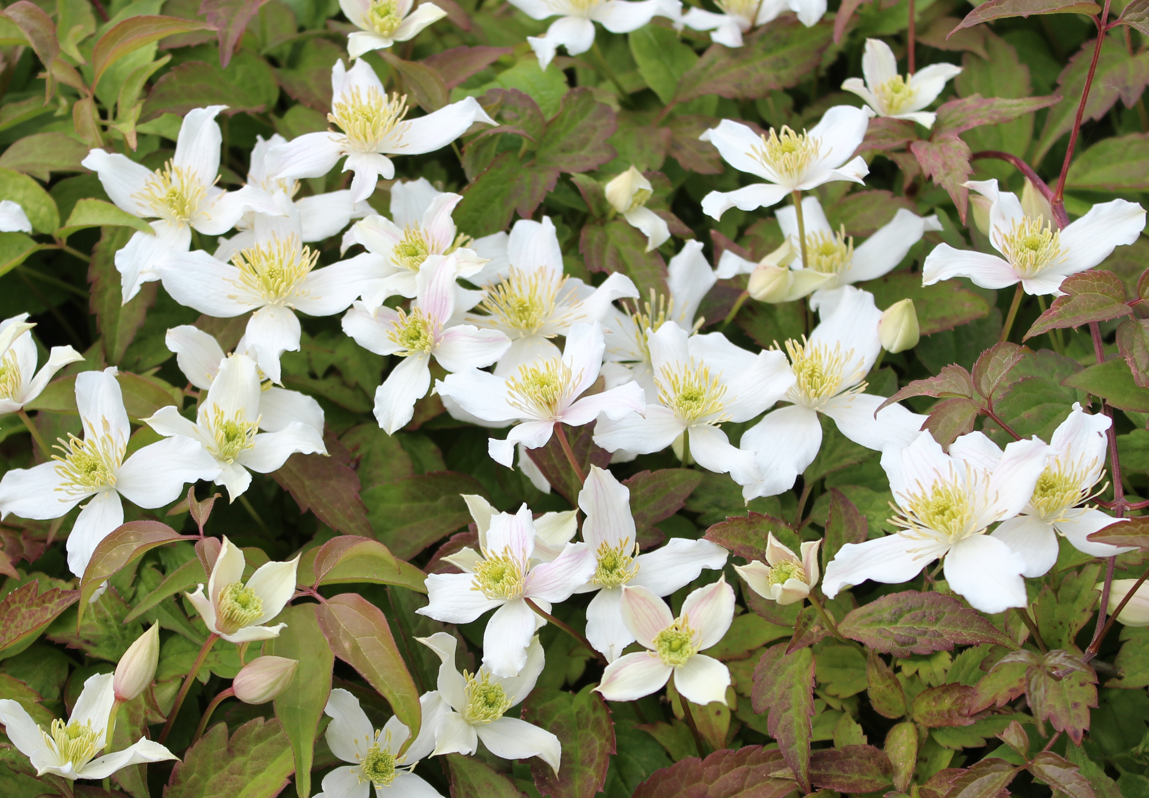 Klematis, Clematis montana 'Wilsonii', 7,5 liter potte, 150 - 200 cm ...