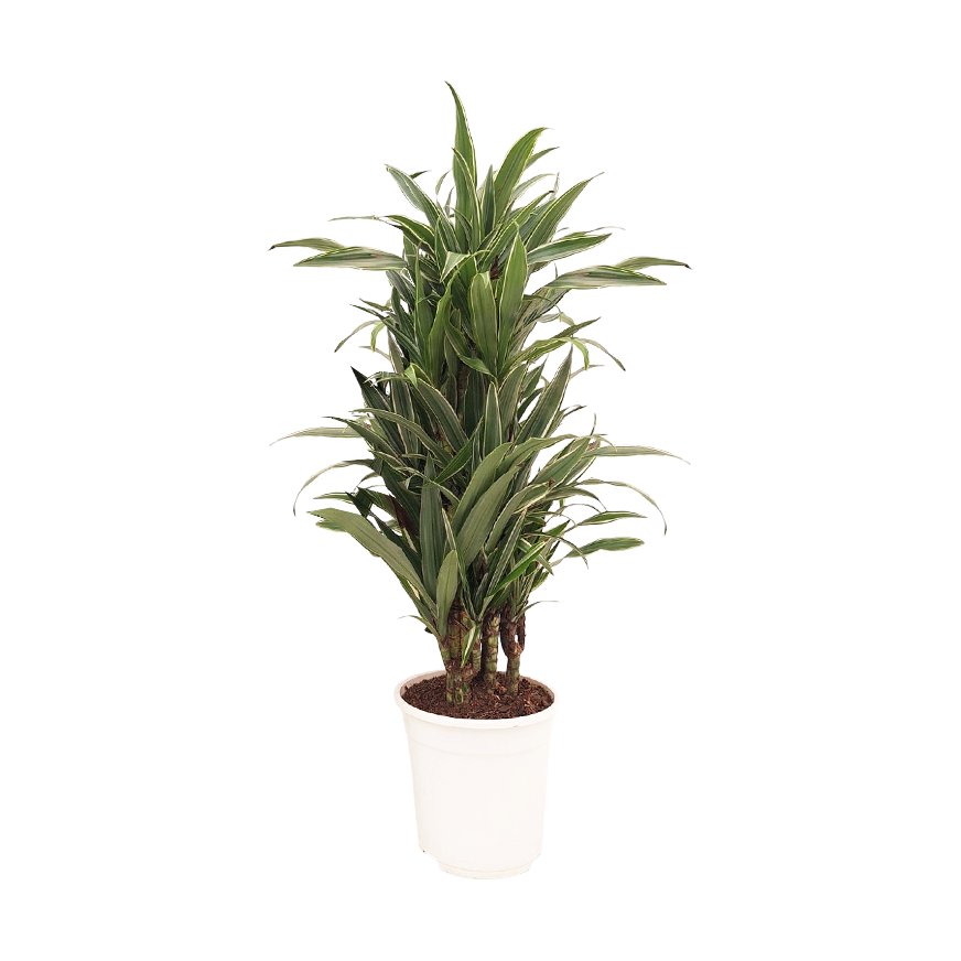 Dracaena, multistamme, Dracaena Warnecki Multistam, Ø 21 cm potte ...