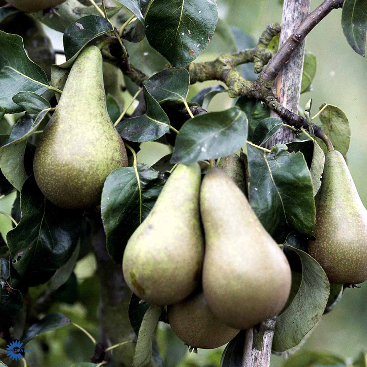 Herregårds pæretræ, Pyrus communis 'Conference', 37,5 liter potte, 250 ...