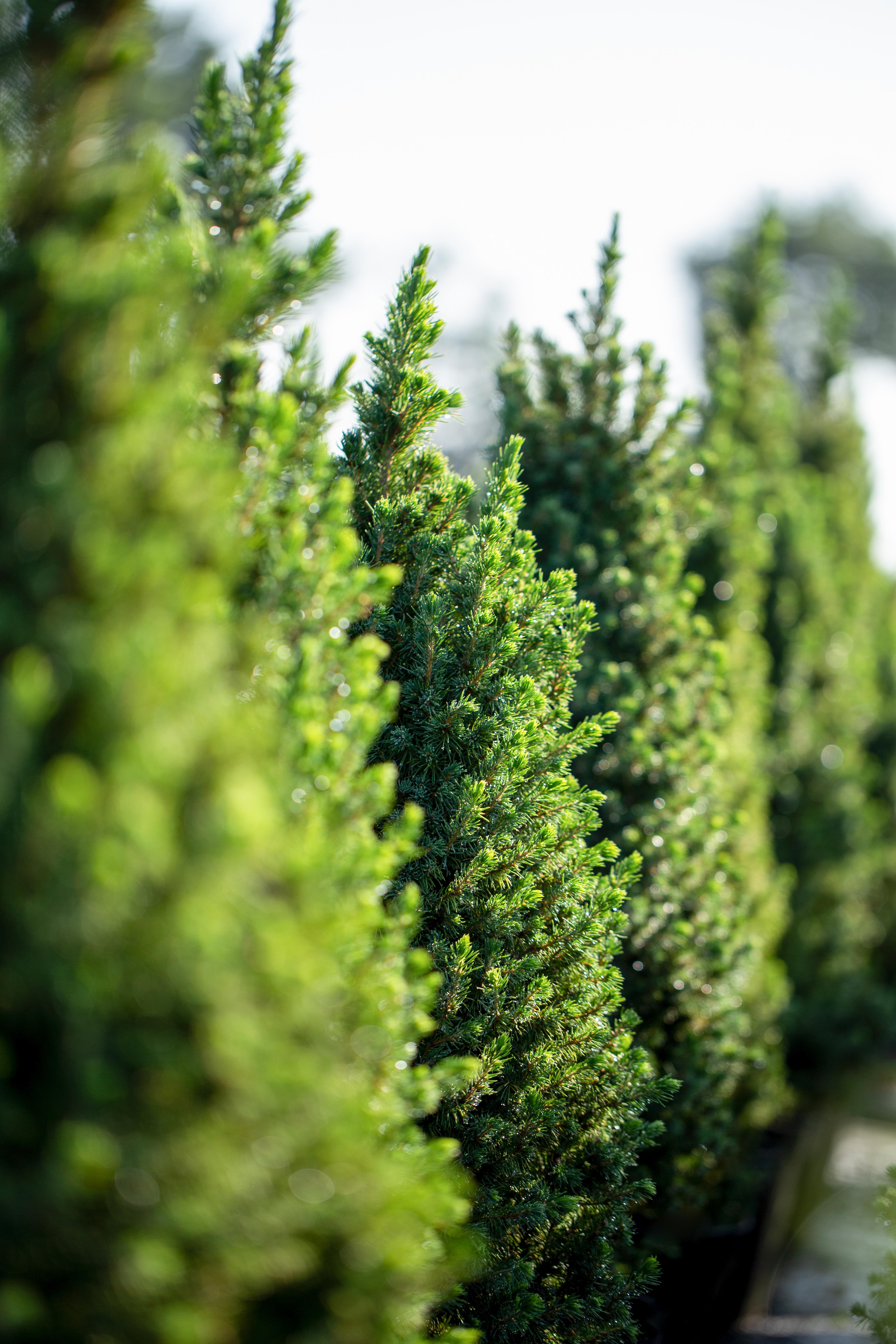 Sukkertopgran, Picea glaca 'Conica', 1 LITER POTTE | Plantorama