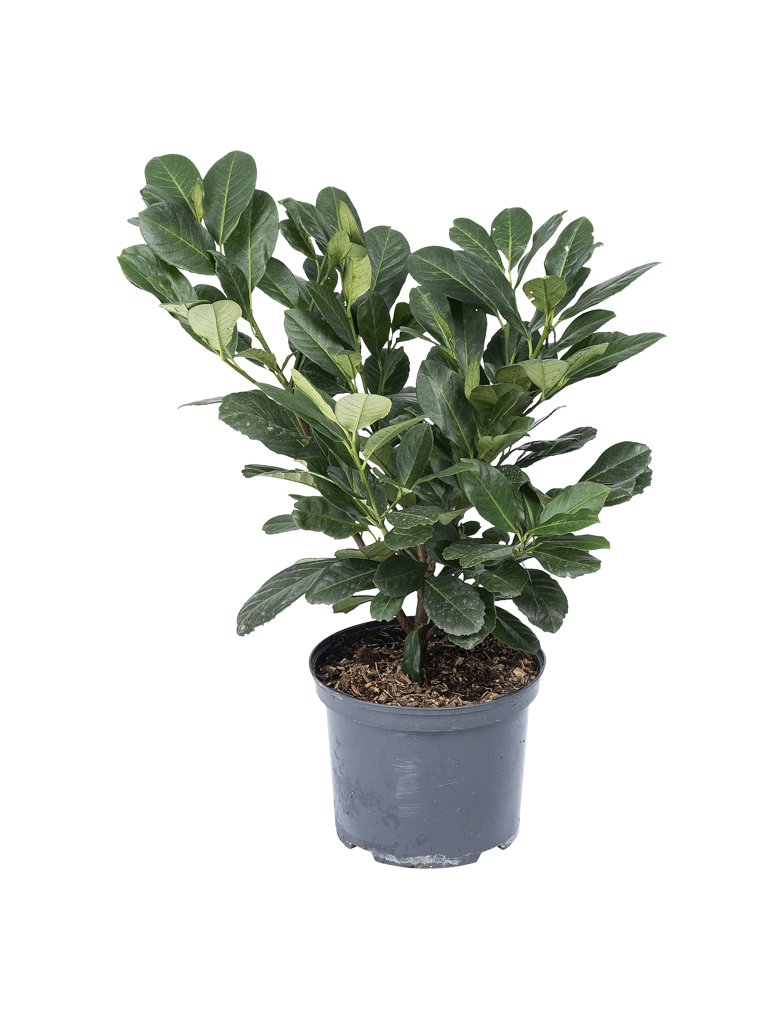 Kirsebærlaurbær, Prunus lau. 'Etna', 3,5 liter potte,40+cm | Plantorama
