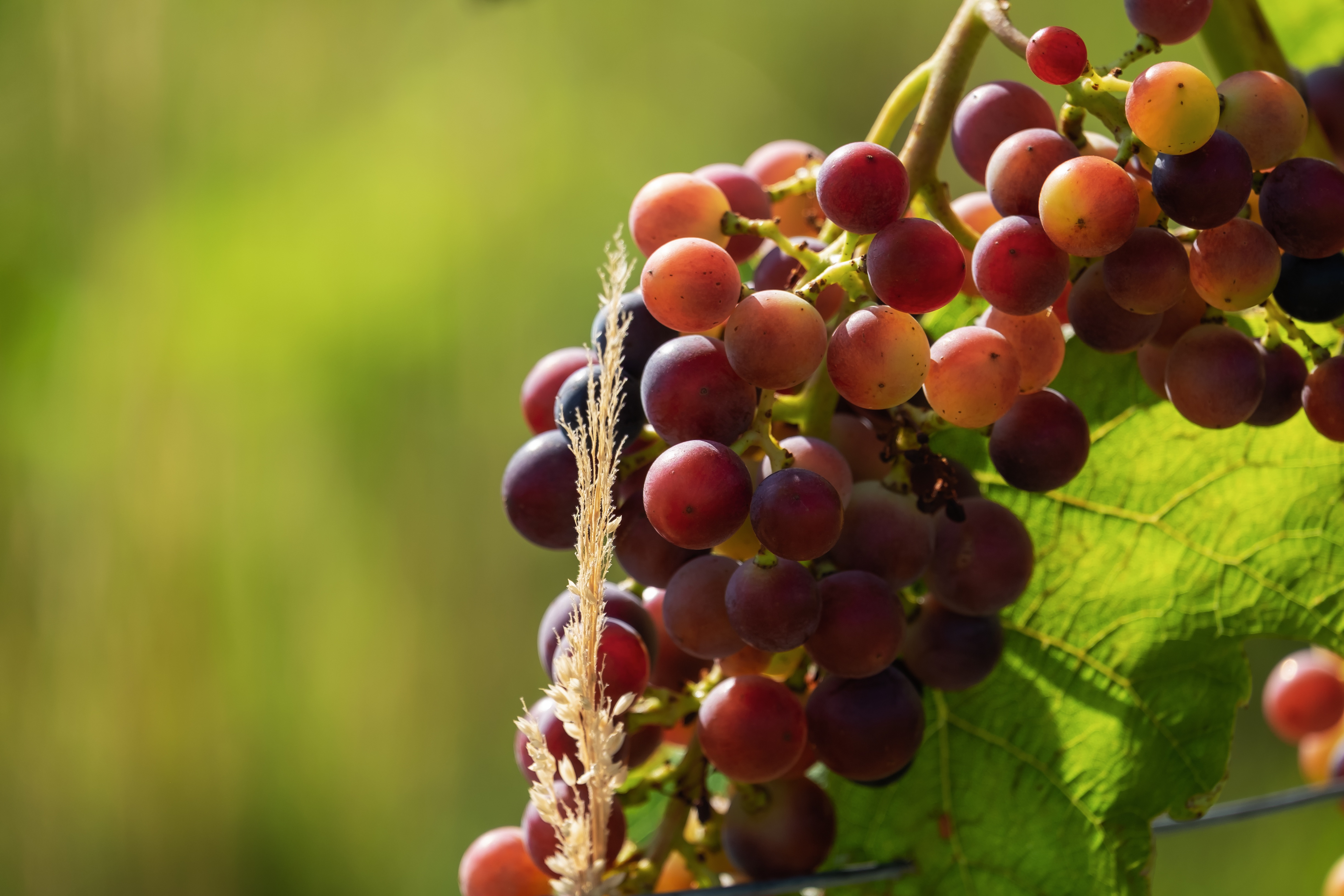 Vindrue, Vitis vinifera 'Einset', 5 liter potte | Plantorama