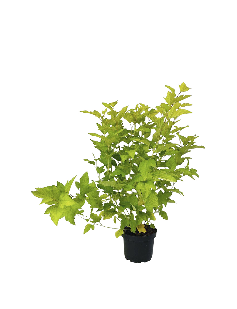 Blærespiræa, Physocarpus opu. 'Dart's Gold', 3,5 liter potte,60+cm ...