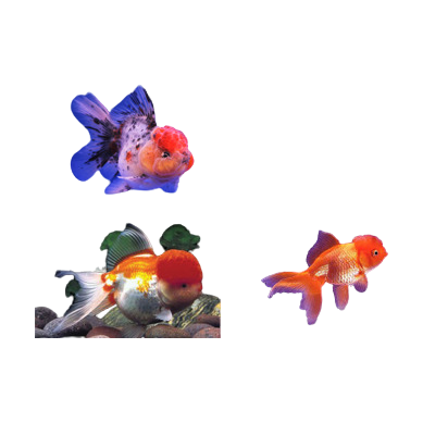Oranda mix 14-15 cm | Plantorama