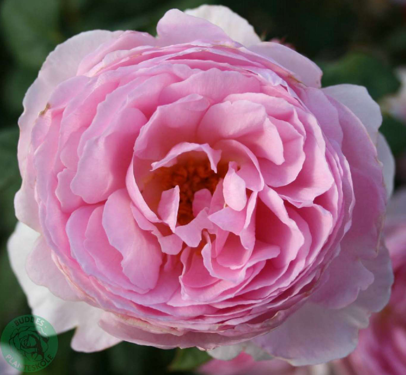Engelsk rose Rosa 'The Ancientmariner' 4 liter potte | Plantorama