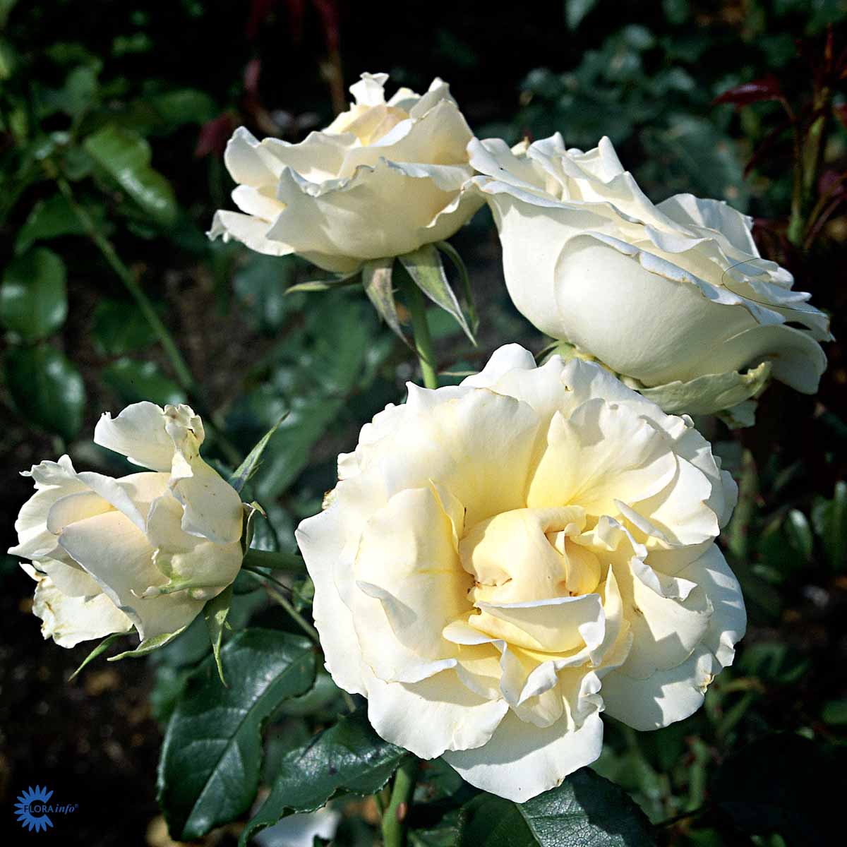 Storblomstrende rose, barrod, Rosa 'Kaj Munk™' , | Plantorama