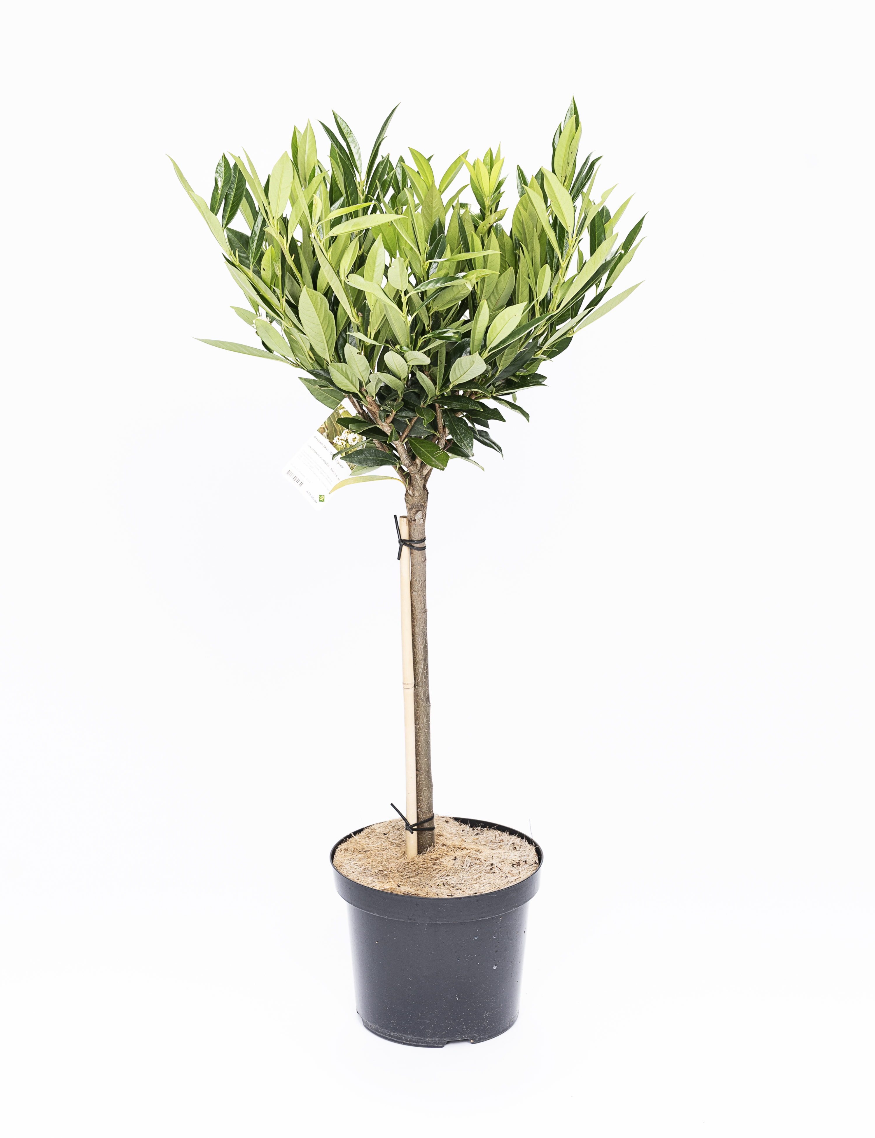 Kirsebærlaurbær, opstammet, Prunus lau. 'Otto Luyken', 7,5 liter potte ...