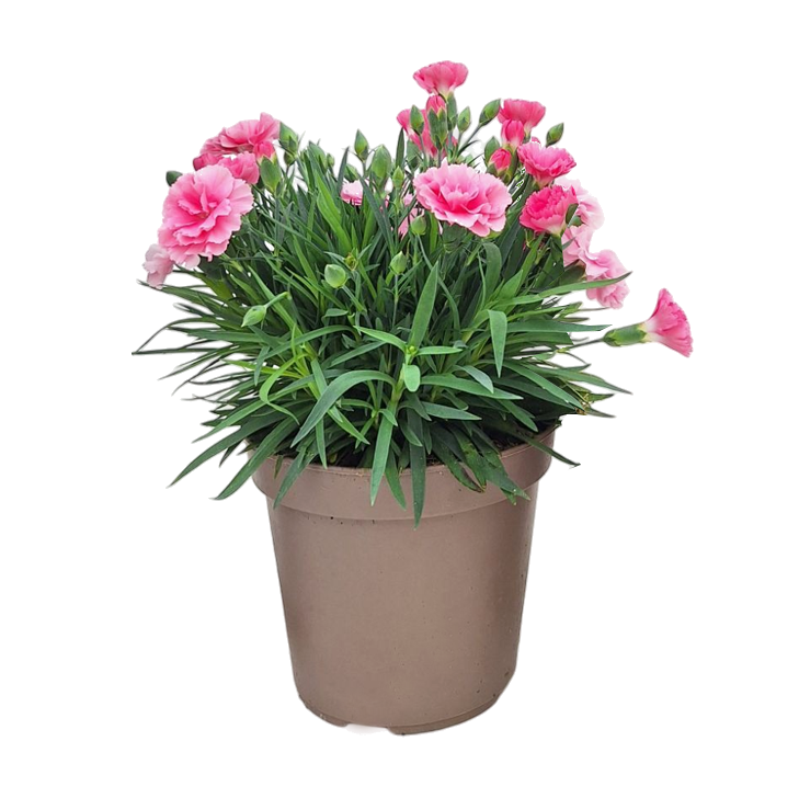 Nellike, Dianthus 'I love you', Ø14 cm potte | Plantorama
