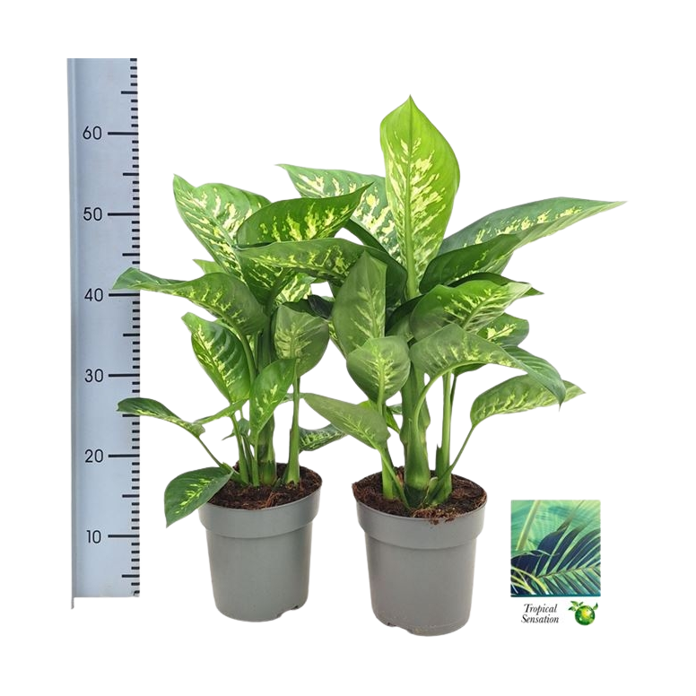Dieffenbachia Dieffenbachia seguine 'Reeva' Ø17 cm potte | Plantorama