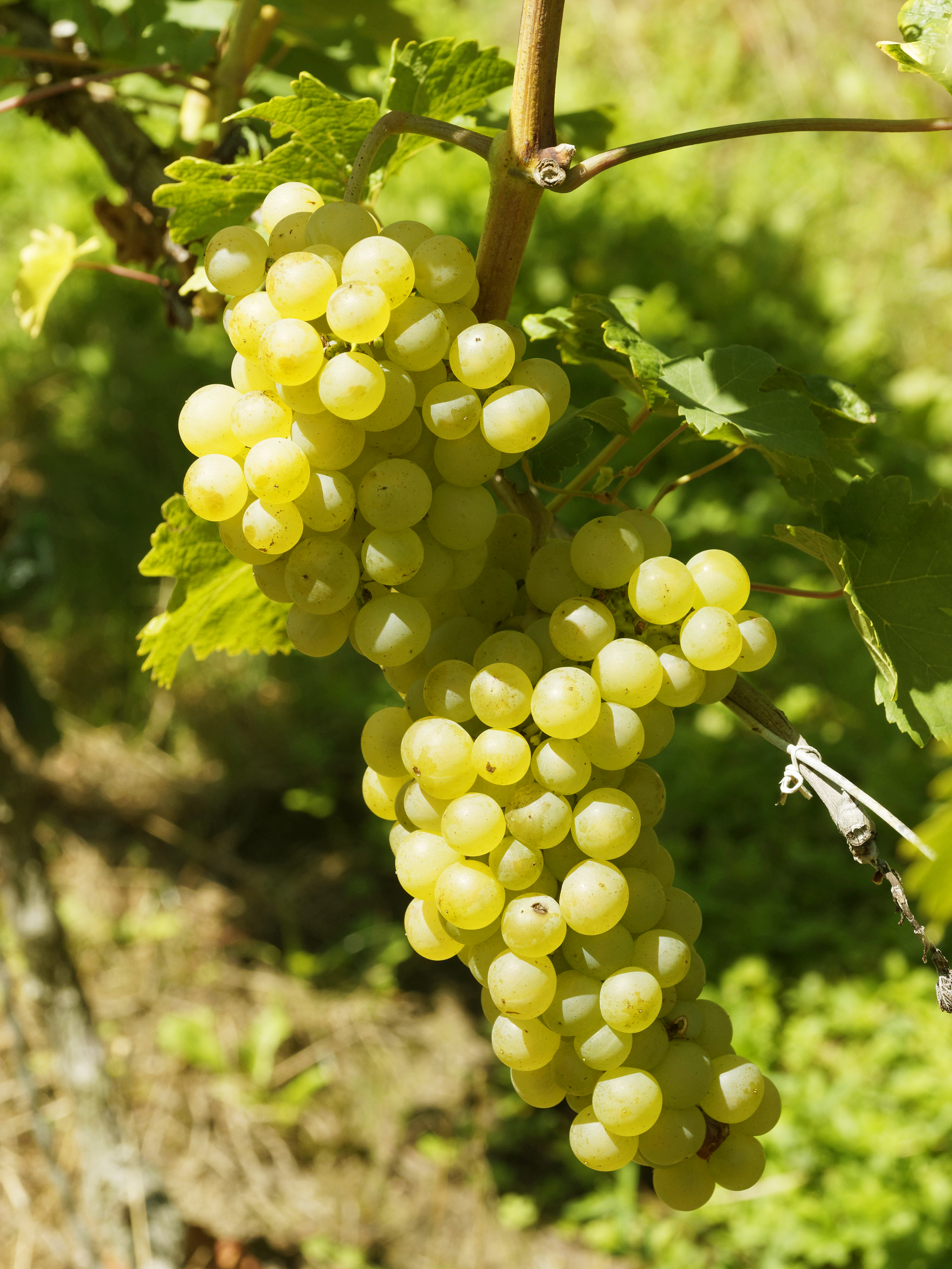 Vindrue, Vitis 'Primus', 3 liter potte, 80 - 100 cm | Plantorama