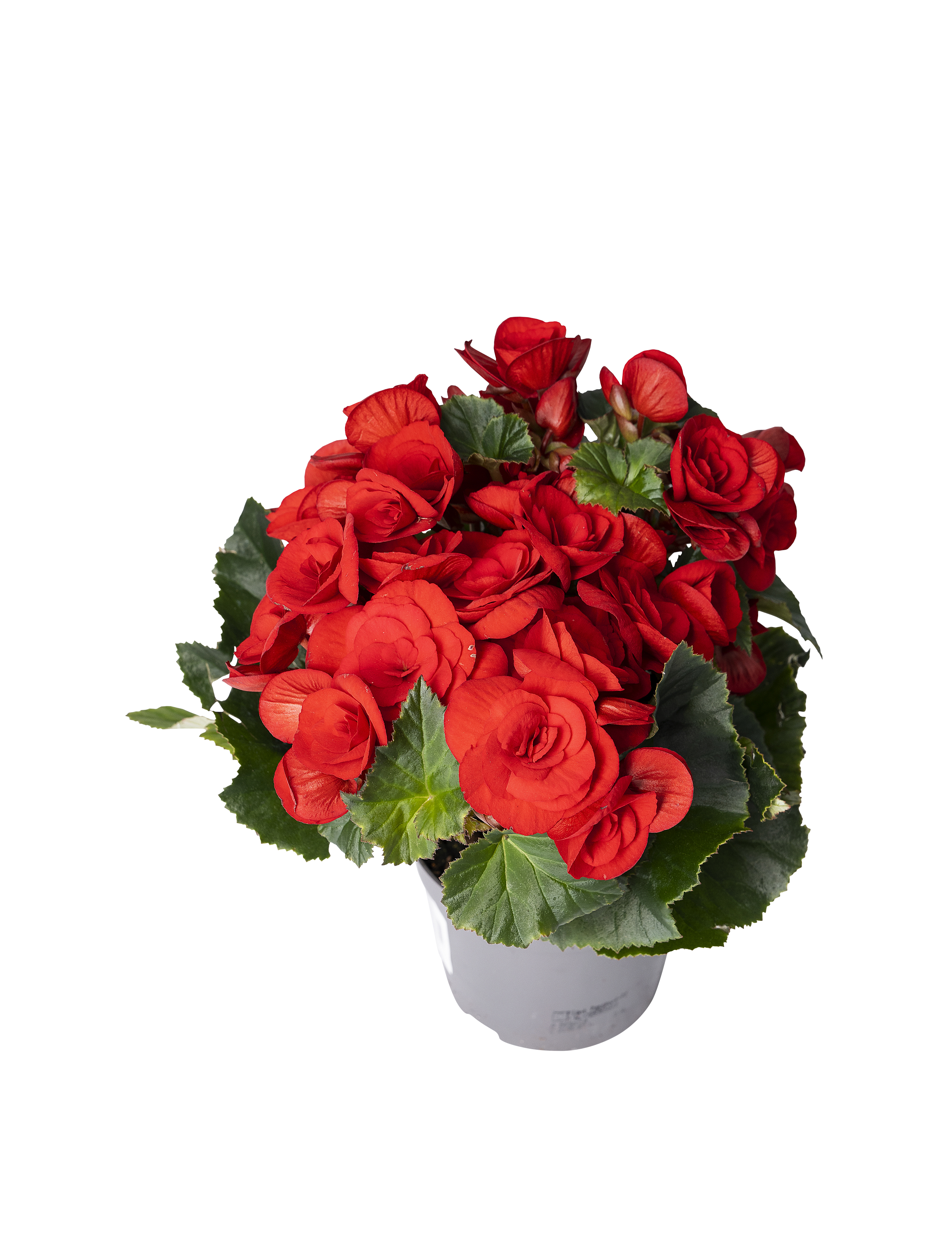 Begonia rød, Begonia elat. Baladin, Ø13 cm potte | Plantorama