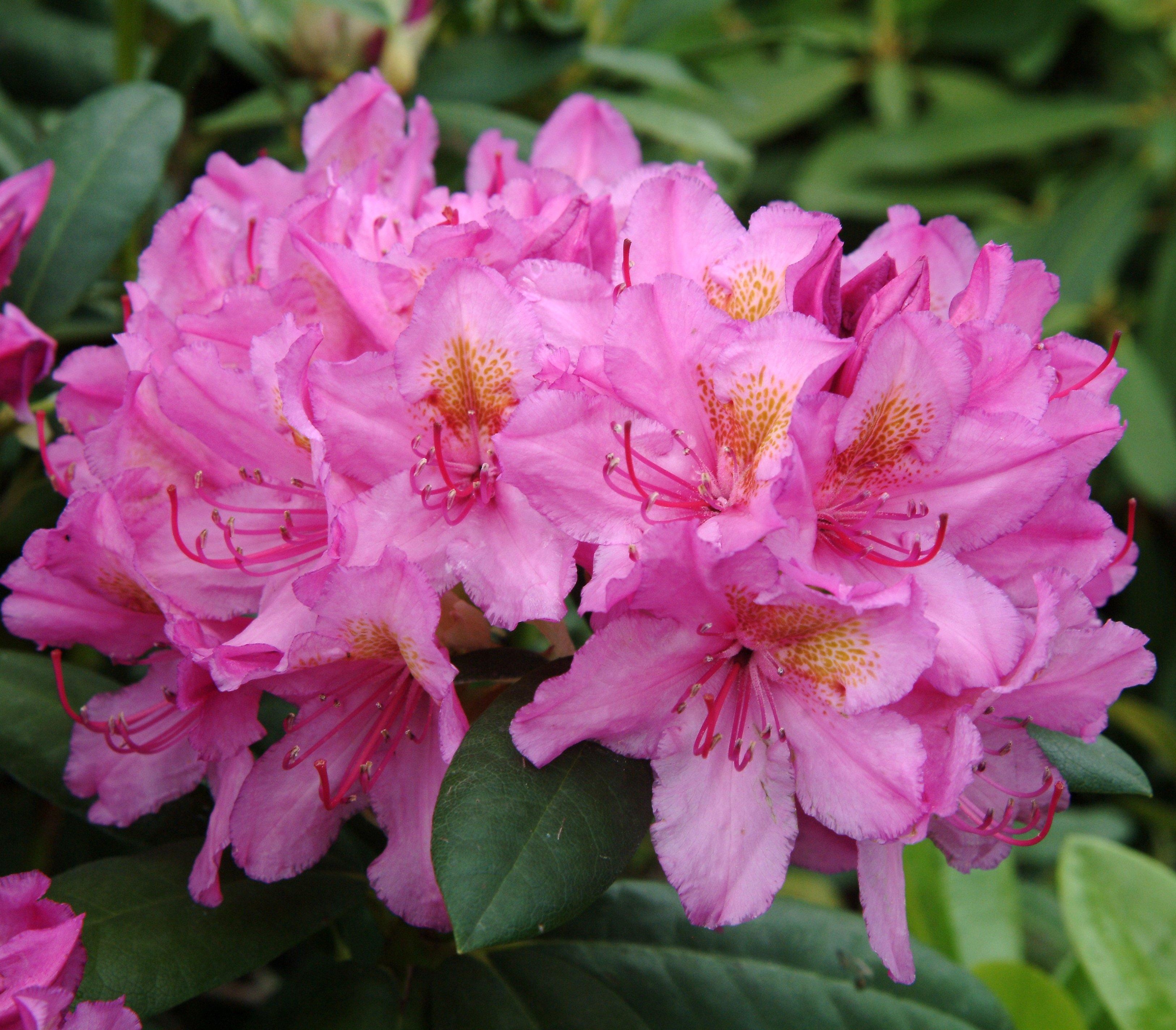 Rhodonendron, 'Delta', 15 liter potte | Plantorama