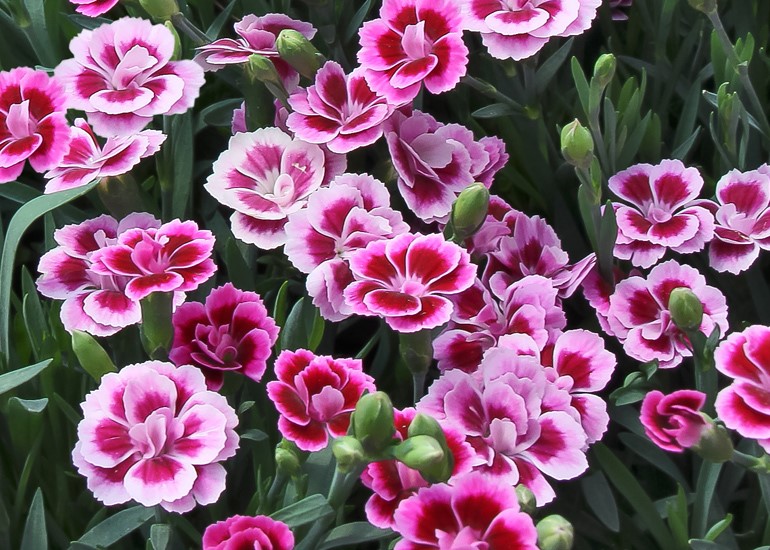 Nellike Dianthus hybrid 'Pink Kisses' 3 liter potte | Plantorama