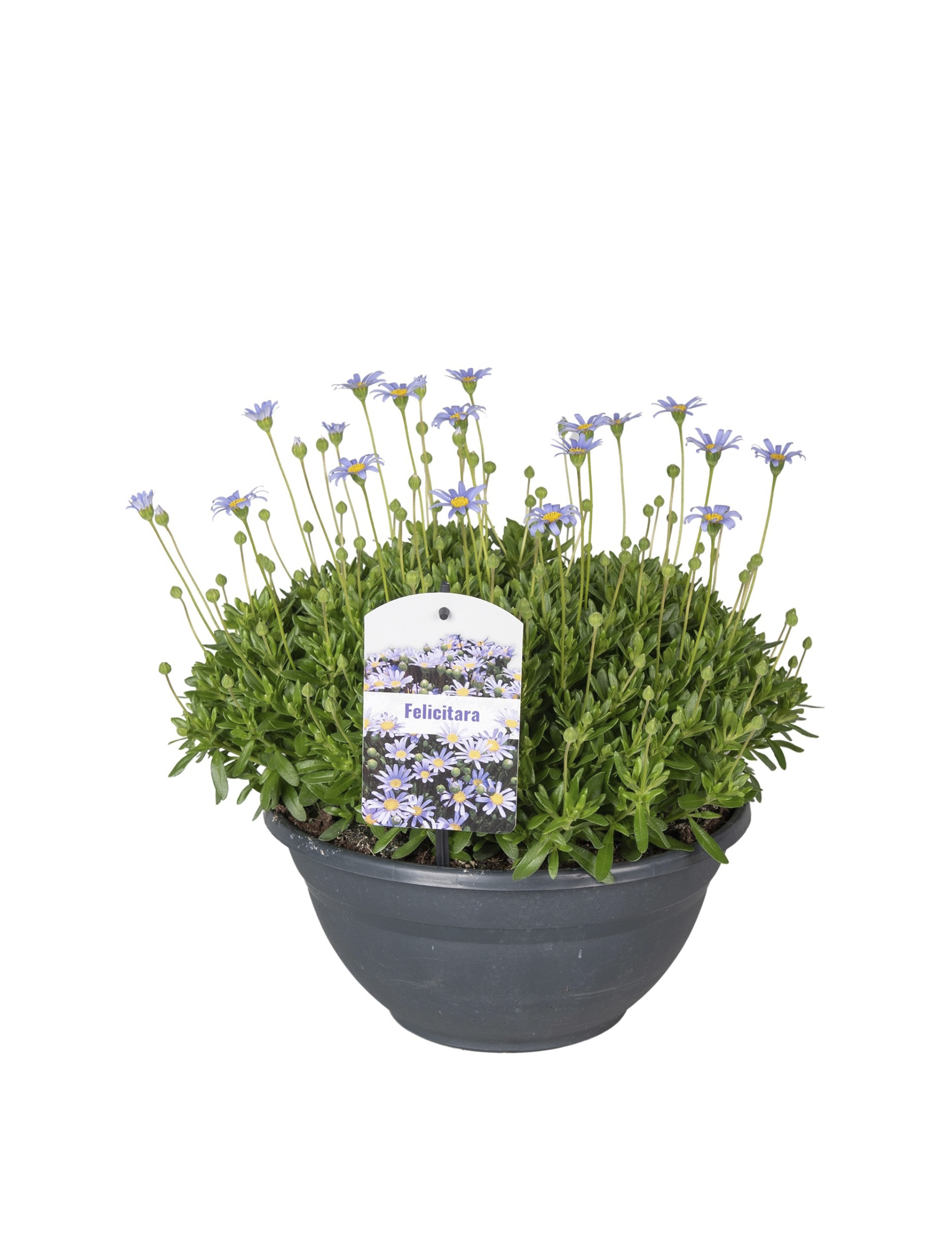 Blå marguerit i skål, Felicia 'Felicitara Blue', Ø27 cm potte | Plantorama