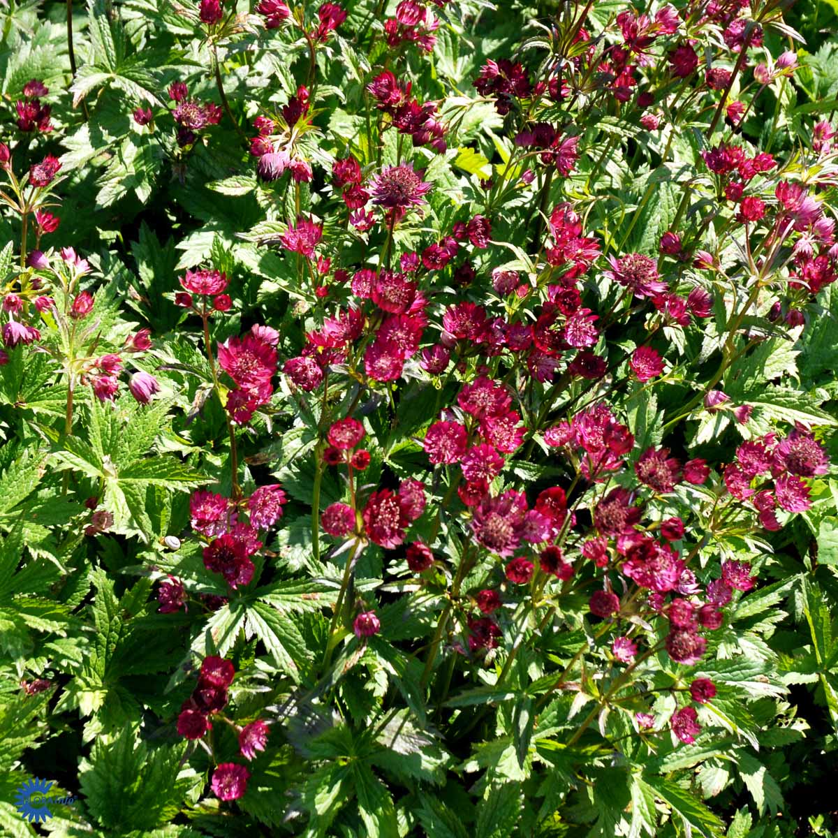 Stjerneskærm Astrantia major 'Claret' 1 liter potte | Plantorama
