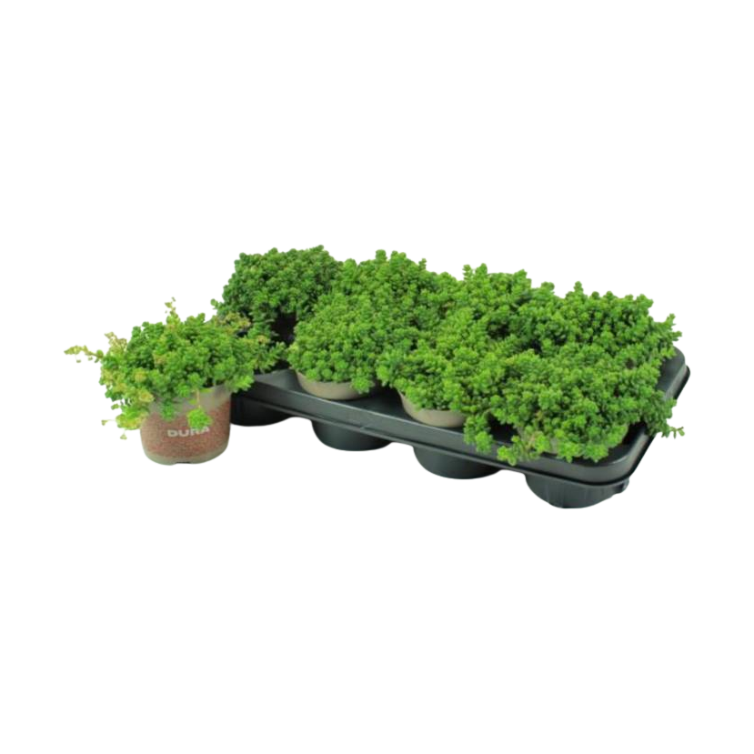 Stenurt Sedum album 'Athoum' Ø12 cm potte | Plantorama