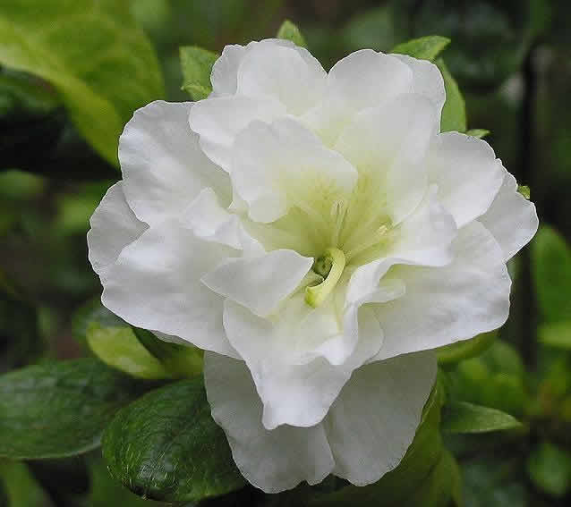 Japansk Azalea, Rhododendron japonicum 'Schneeperle', 5 liter potte ...
