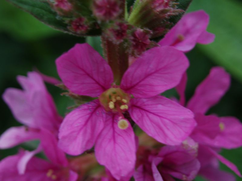 Kattehale Lythrum salicaria 'Robert' 1 liter potte | Plantorama