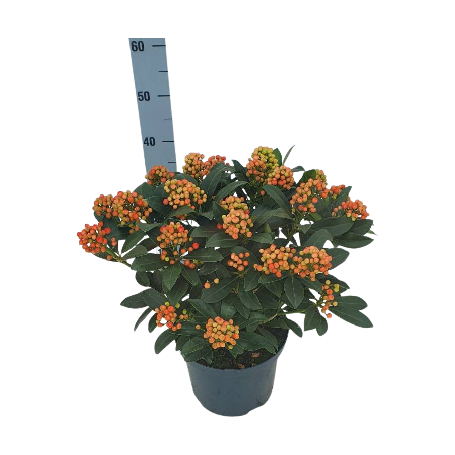 Skimmia Skimmia japonica 'Pabella' 5 liter potte | Plantorama