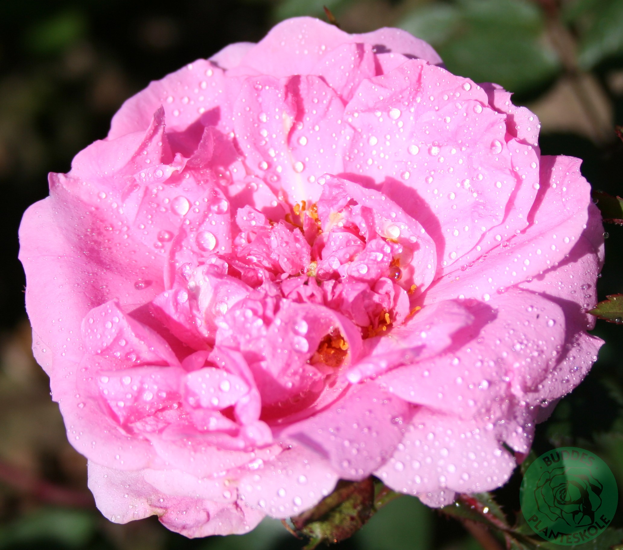Historisk rose Rosa 'John Davis' | Plantorama