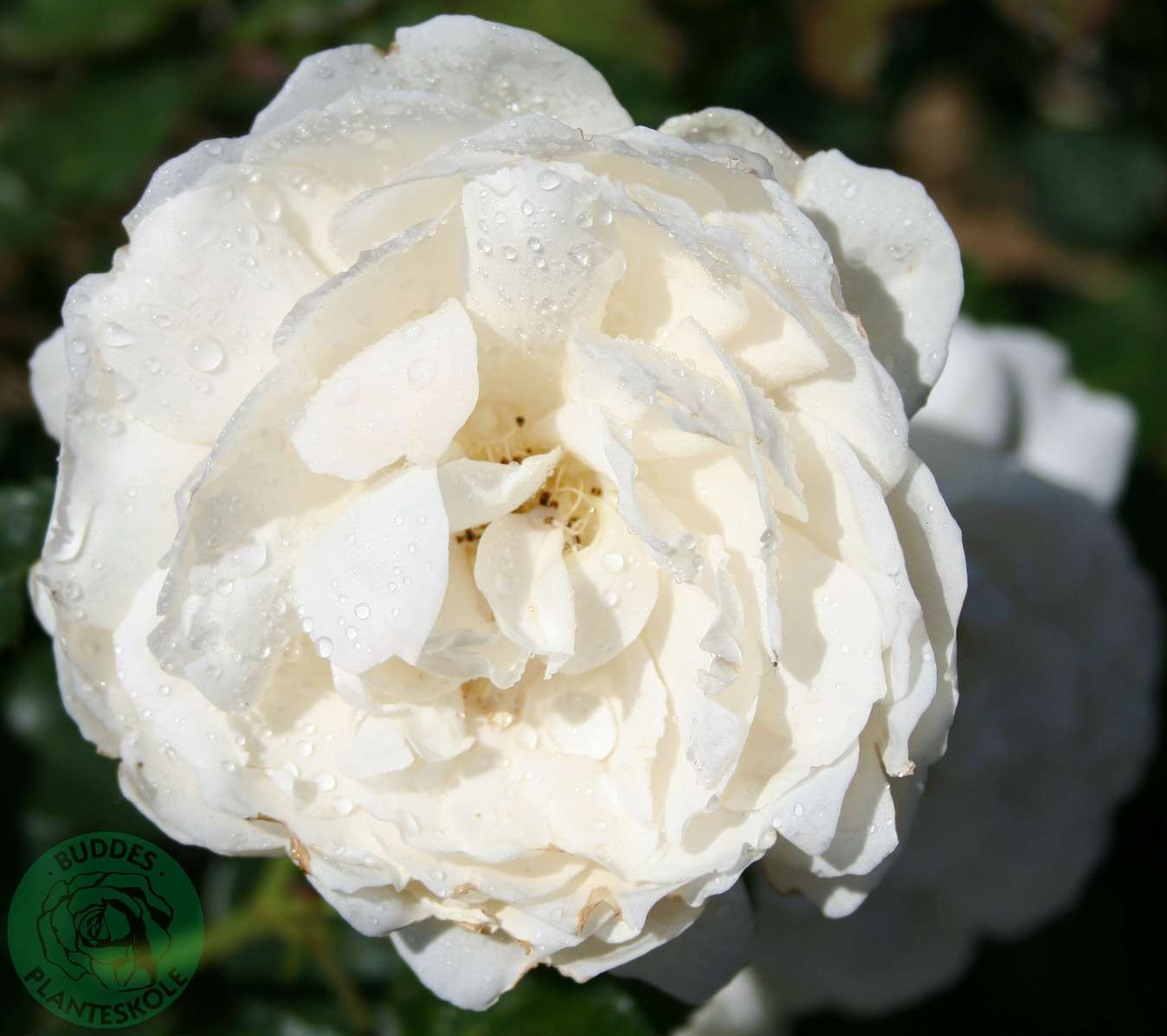 Engelsk rose Rosa 'William & Catherine' 4 liter potte | Plantorama