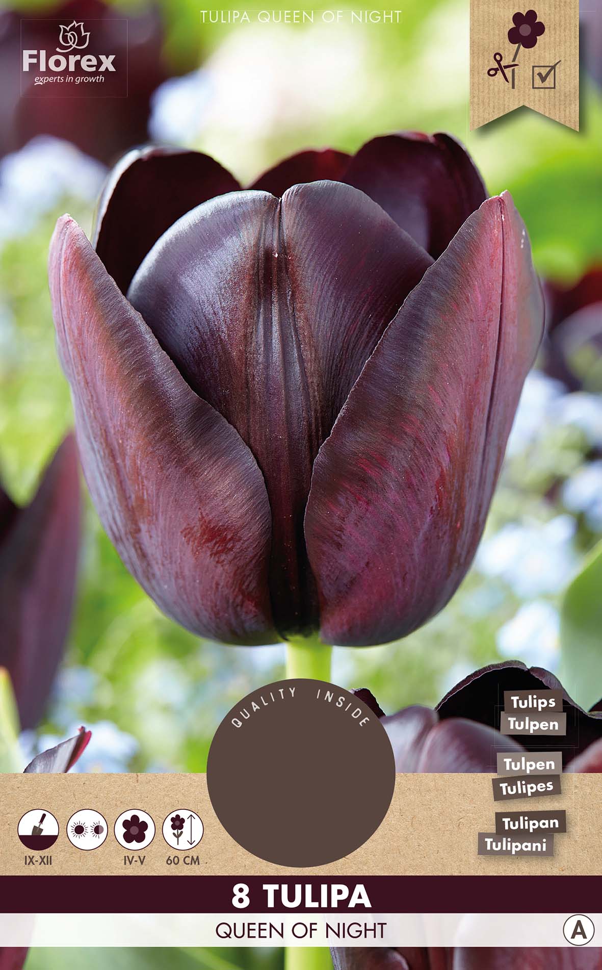 Tulipan løg , Tulip 'Queen of Night'. Pakke med 8 løg | Plantorama
