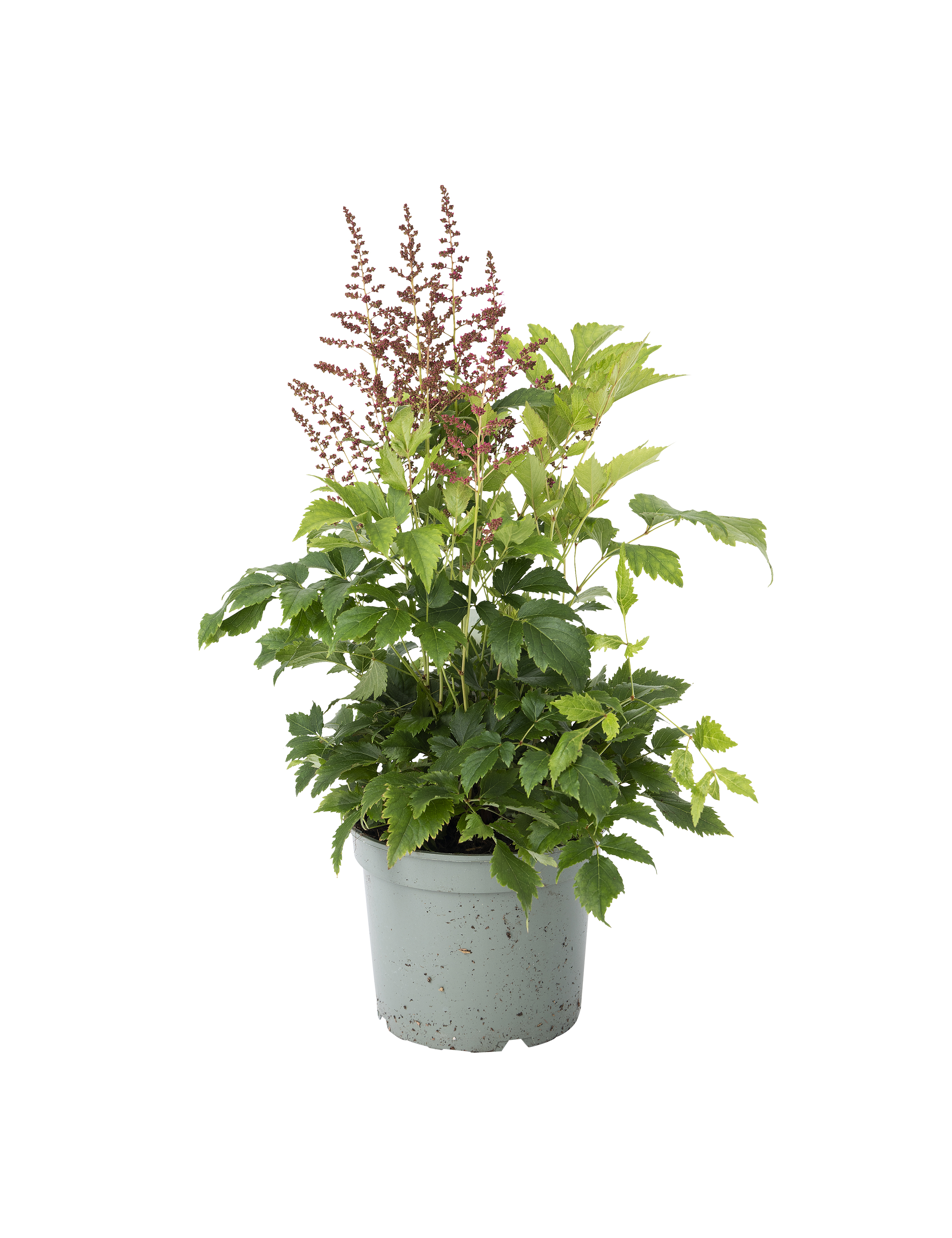 Astilbe, Astilbe 'Ruby Red', 3 liter potte, 40+cm | Plantorama