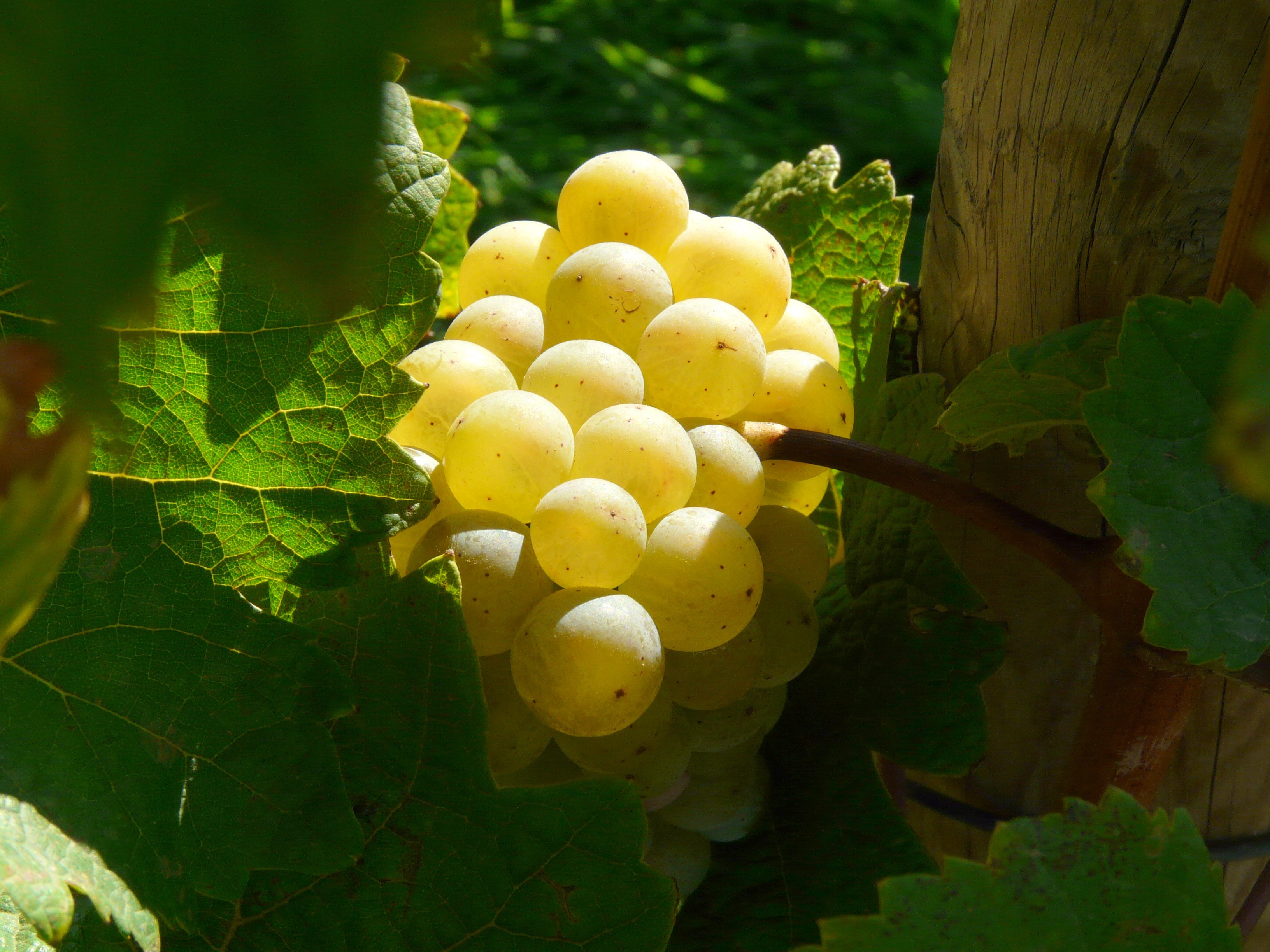Vindrue, Vitis 'Banana', 3 liter potte, 80 - 100 cm | Plantorama